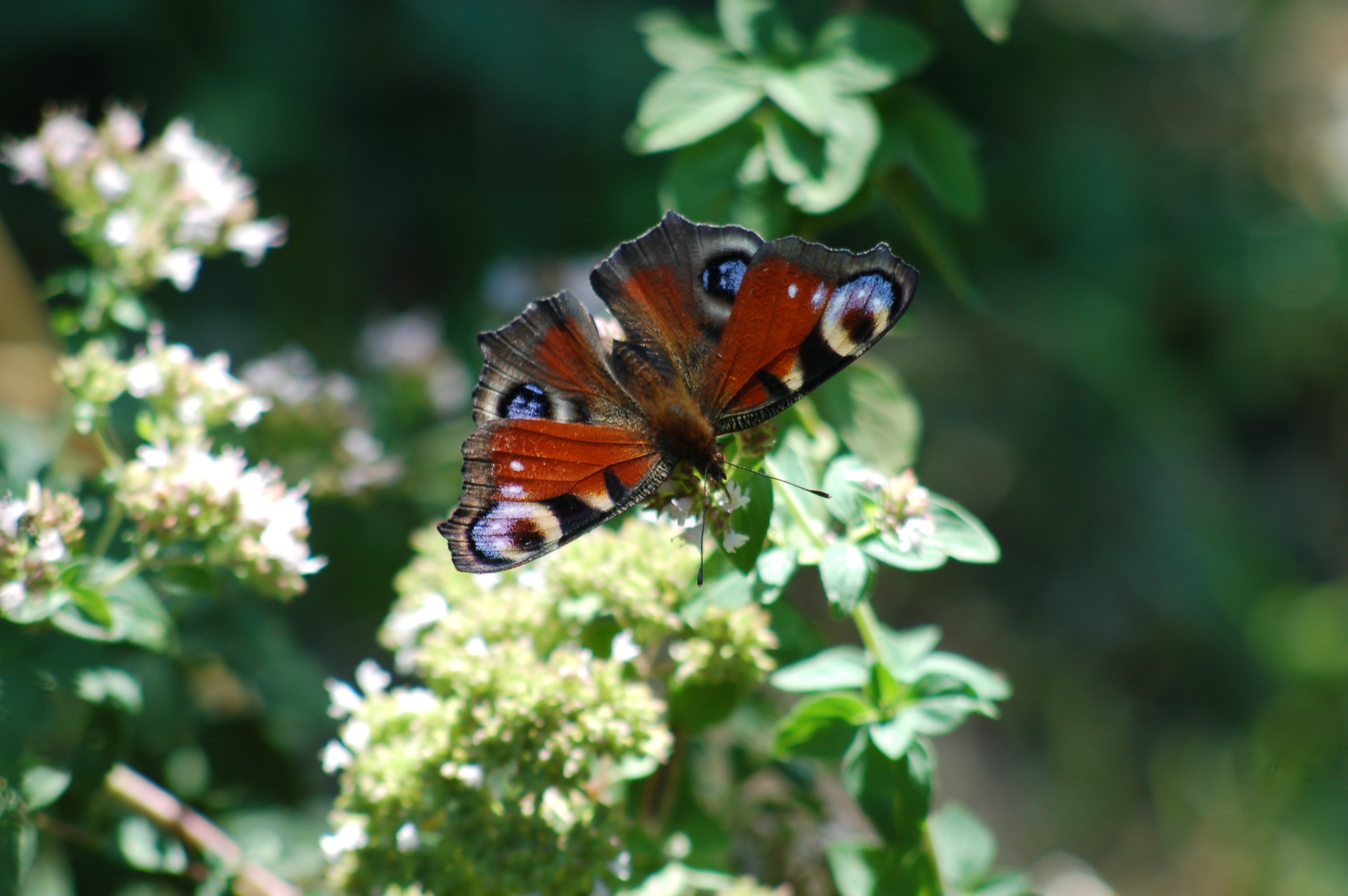 Butterfly Insect Ali free image download