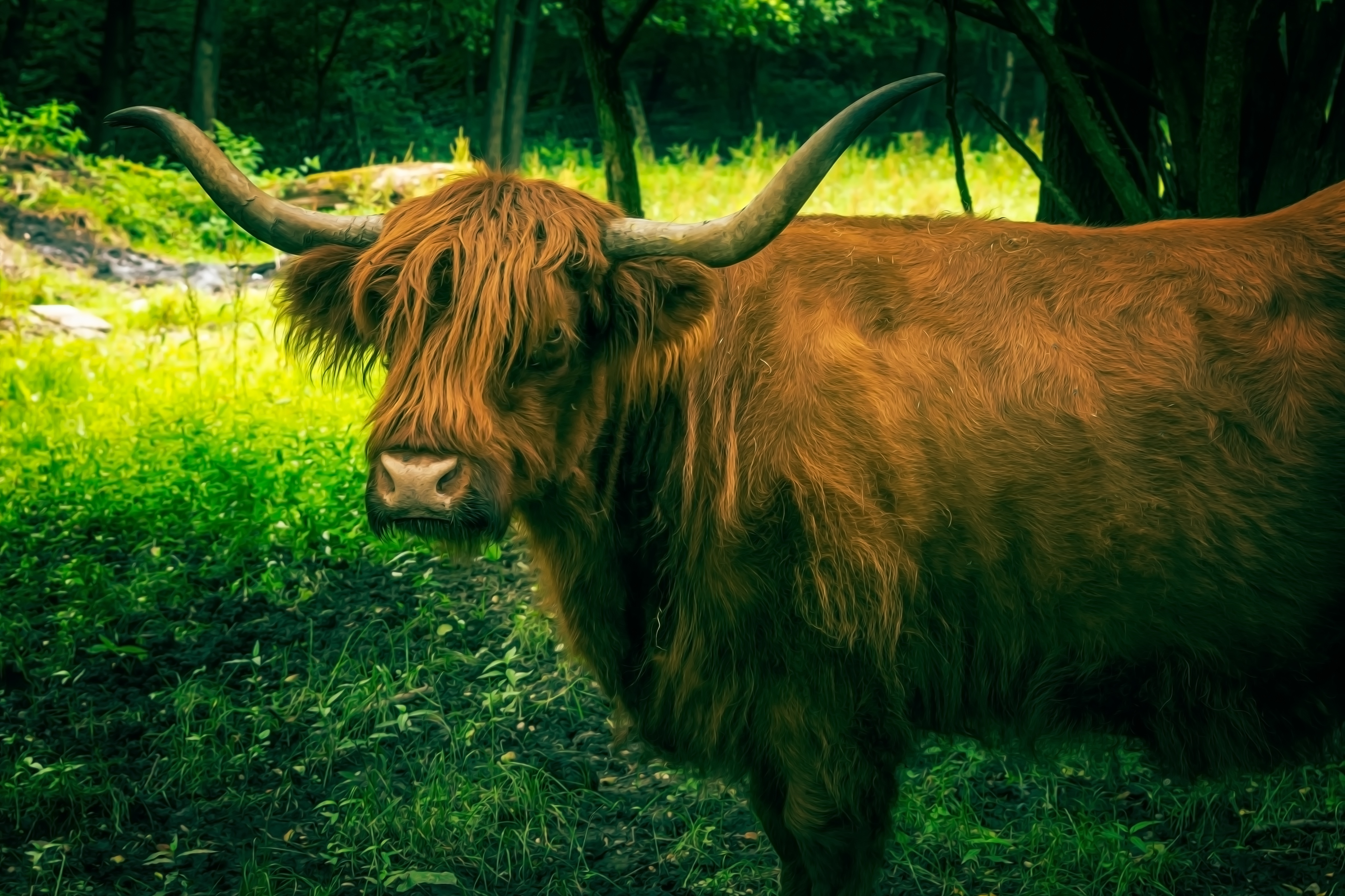 Beef Aurochs Ox free image download