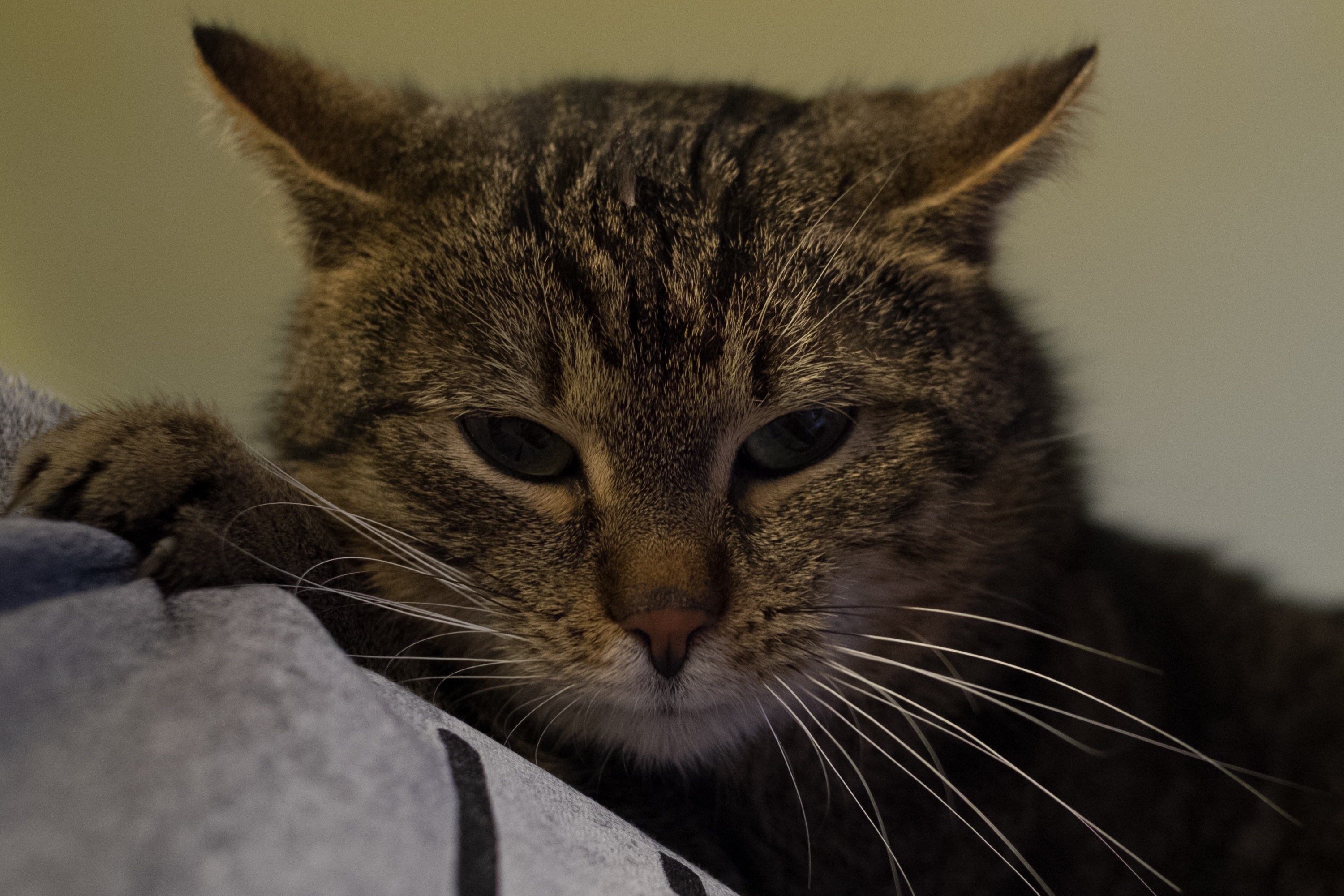 Charming Animals Cat free image download