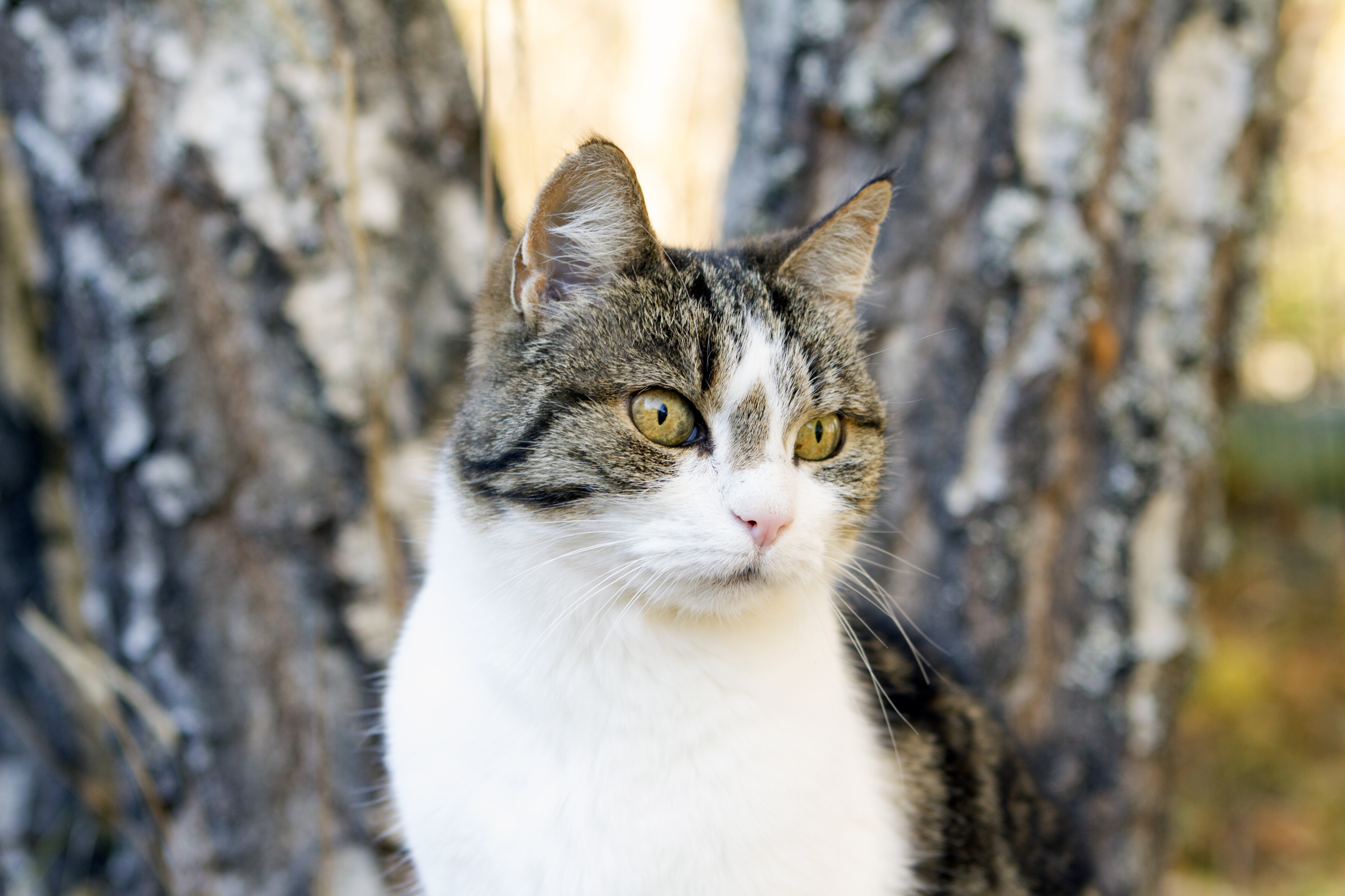 Cat Look Animals free image download