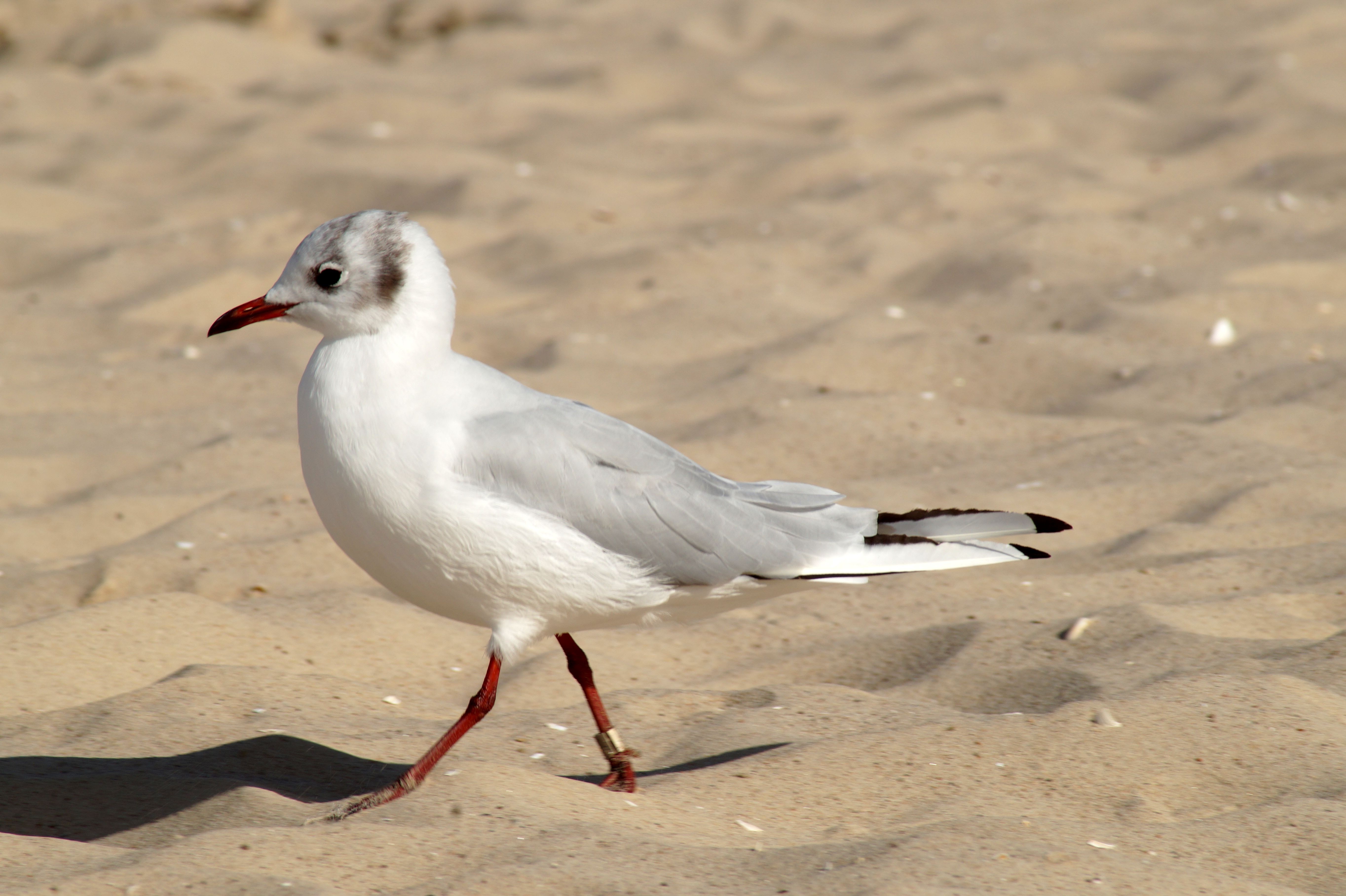 Bird Seagull Water free image download
