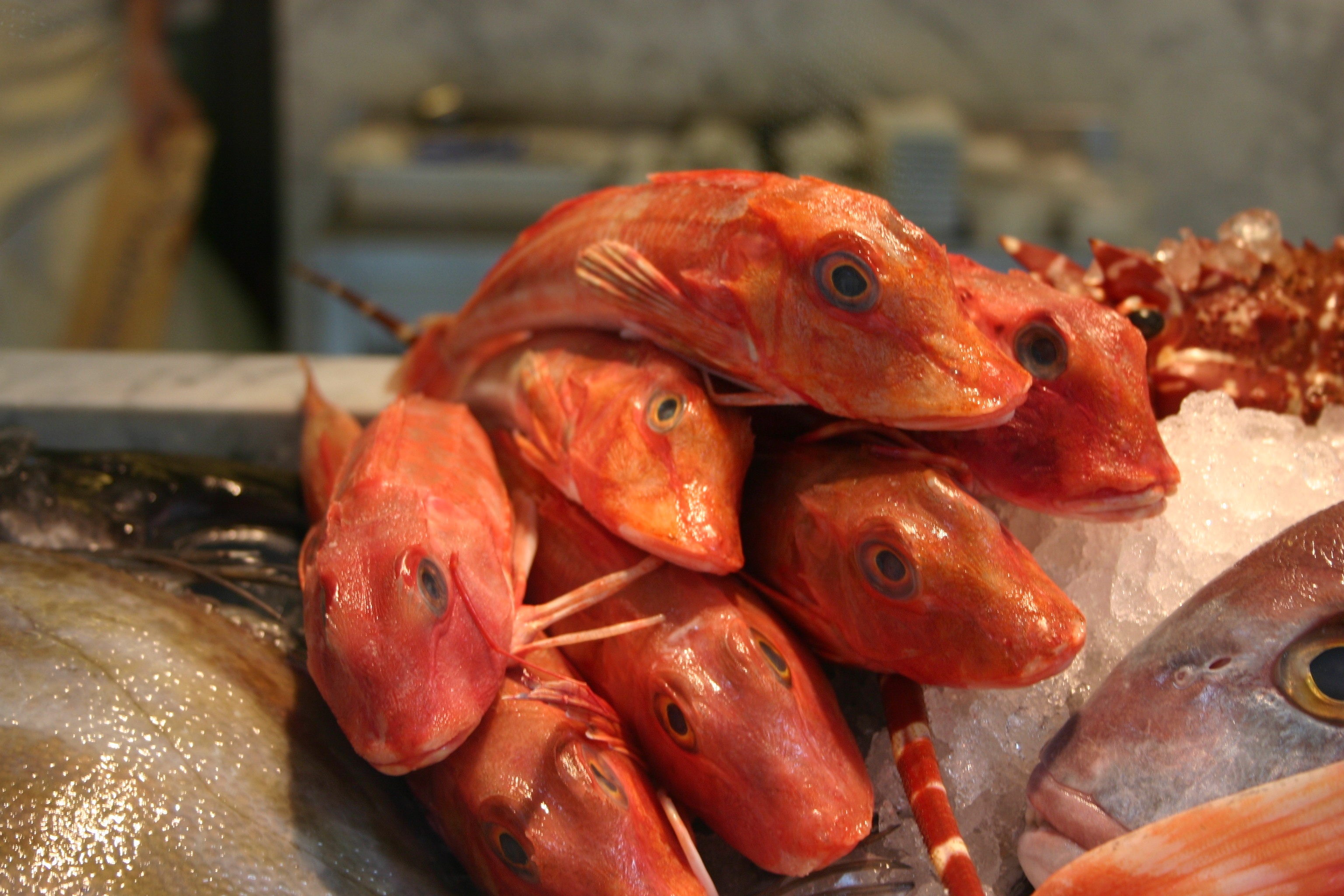 Tasty red fish free image download