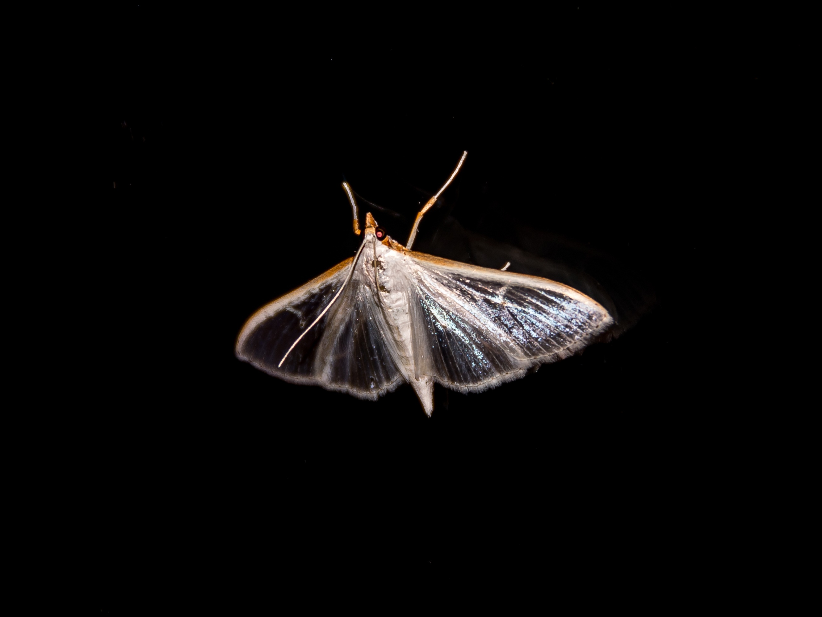 Moth Insect Shiny free image download