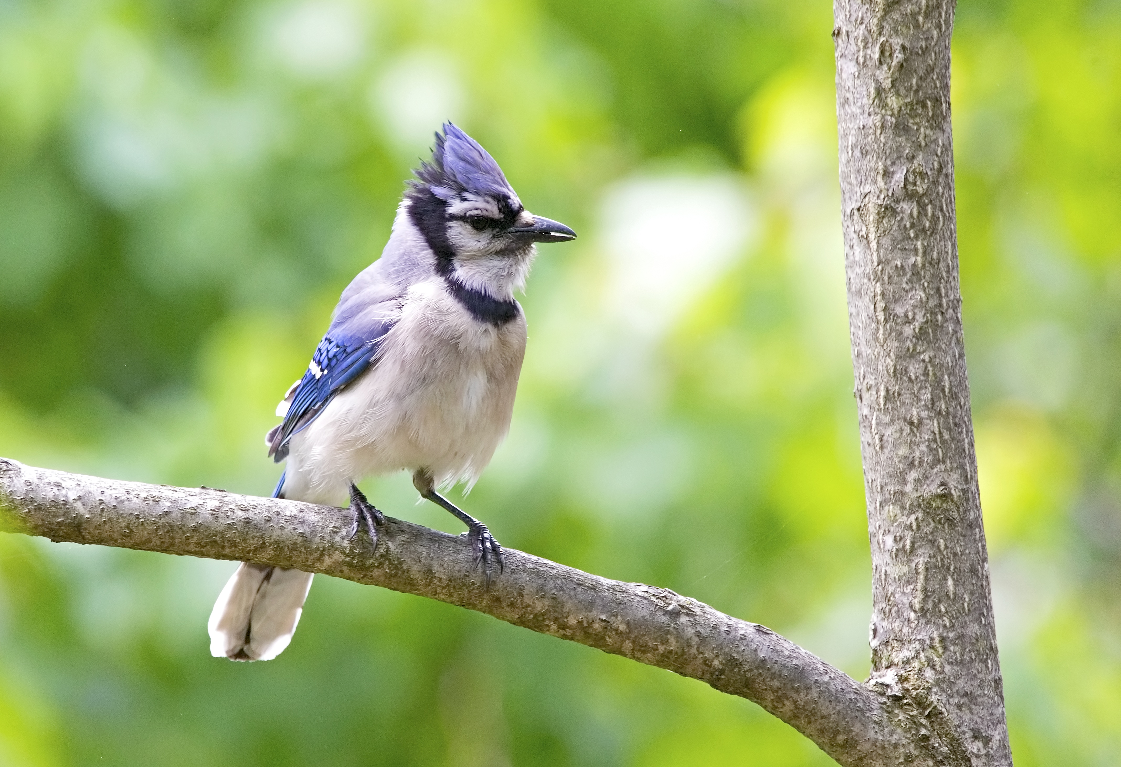 Bird Bluejay Jay free image download