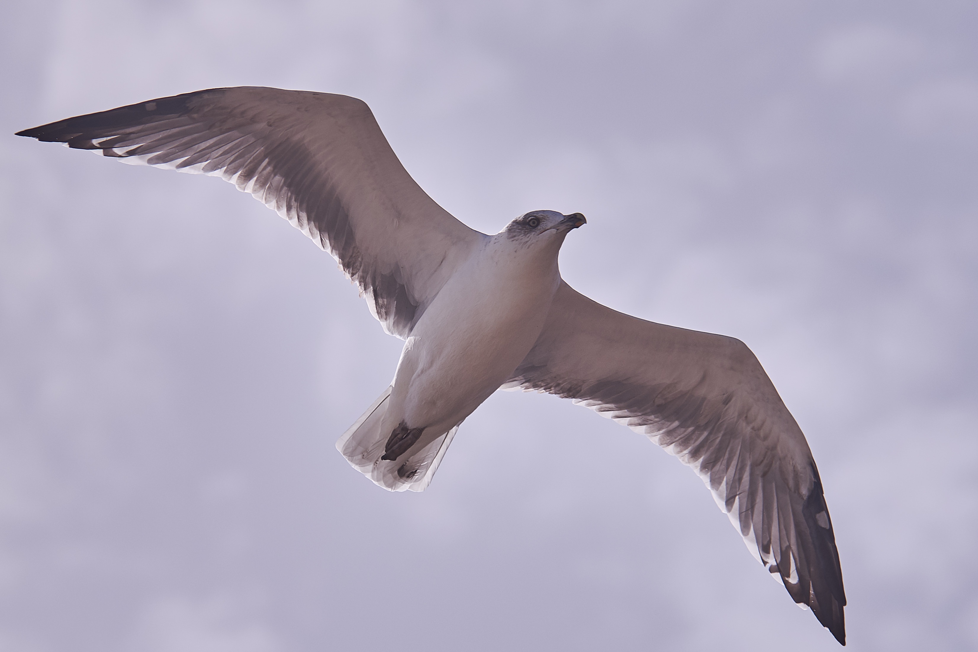 Seagull Bird Animal World free image download