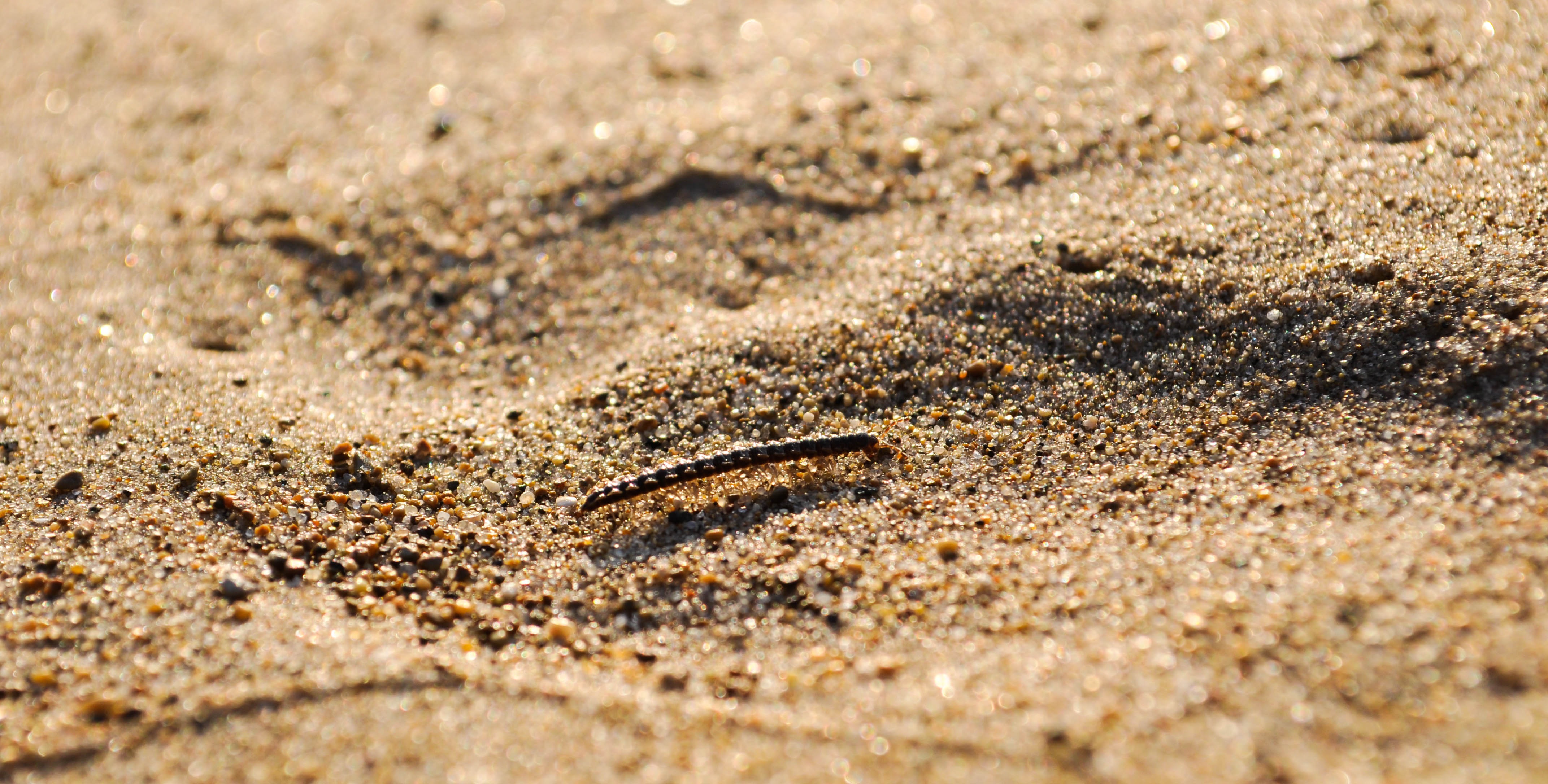 Centipede Sand Lake Shore free image download