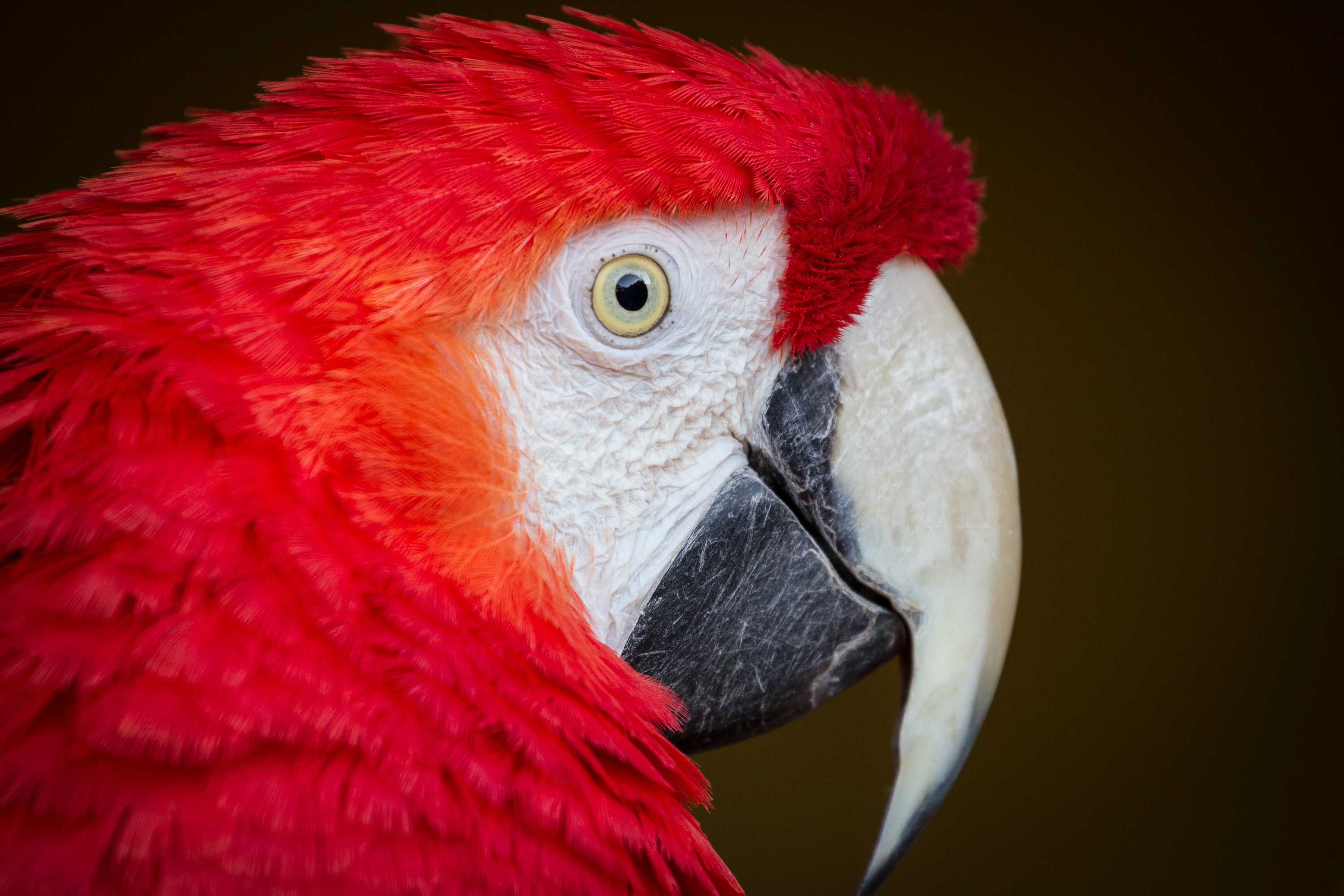 Animal Bird Ara free image download