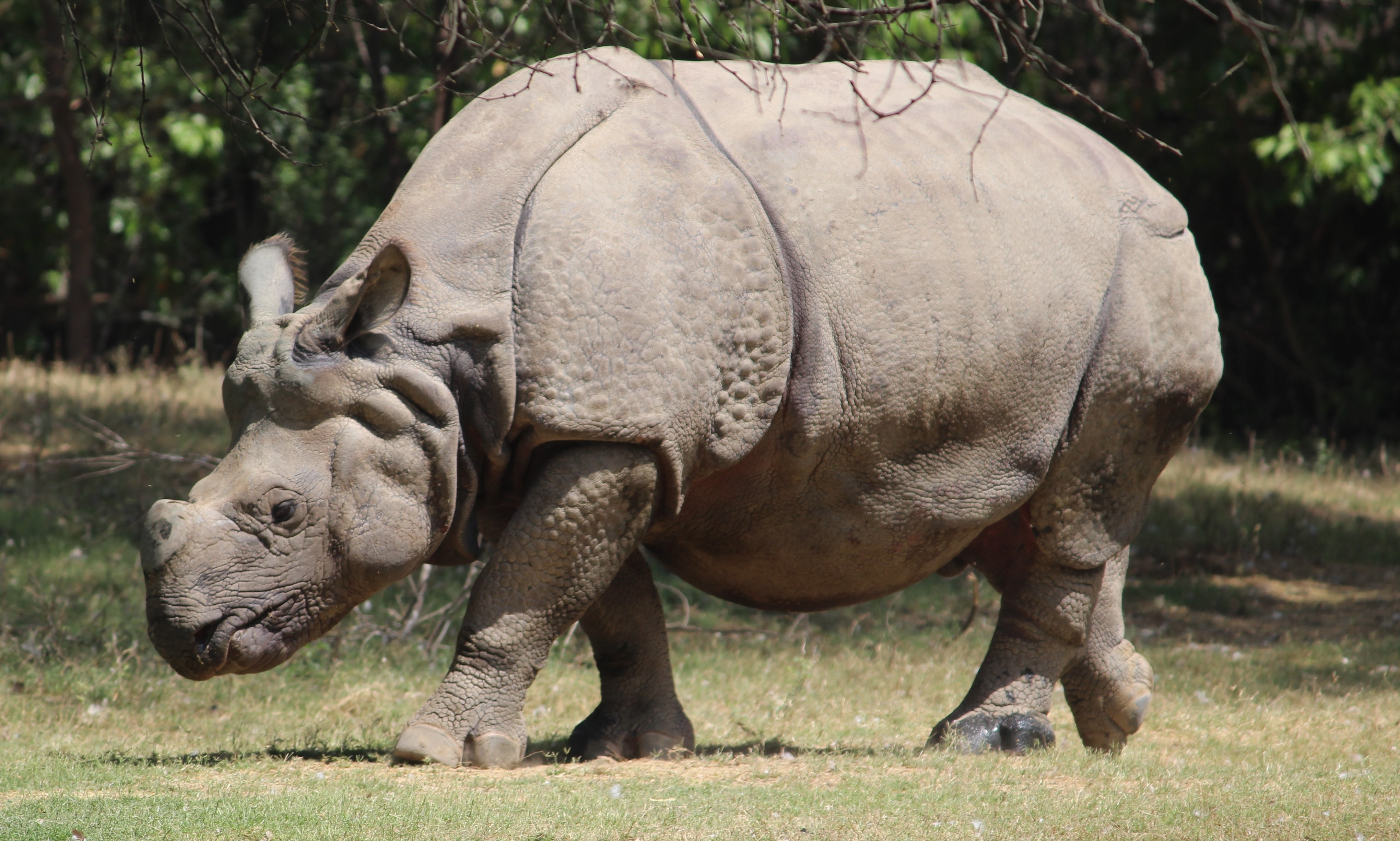 Rhinoceros Animal Mammal free image download