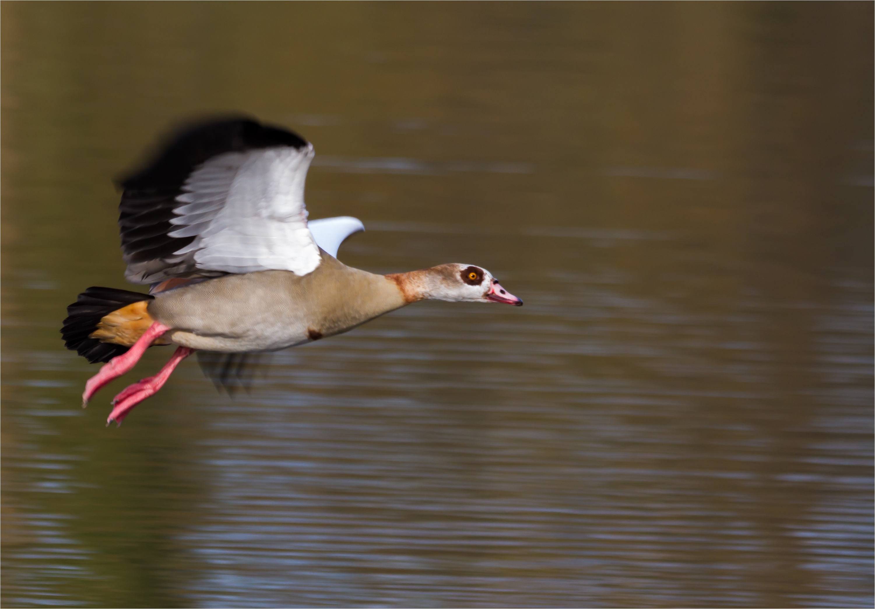 Nilgans Animal Bird free image download