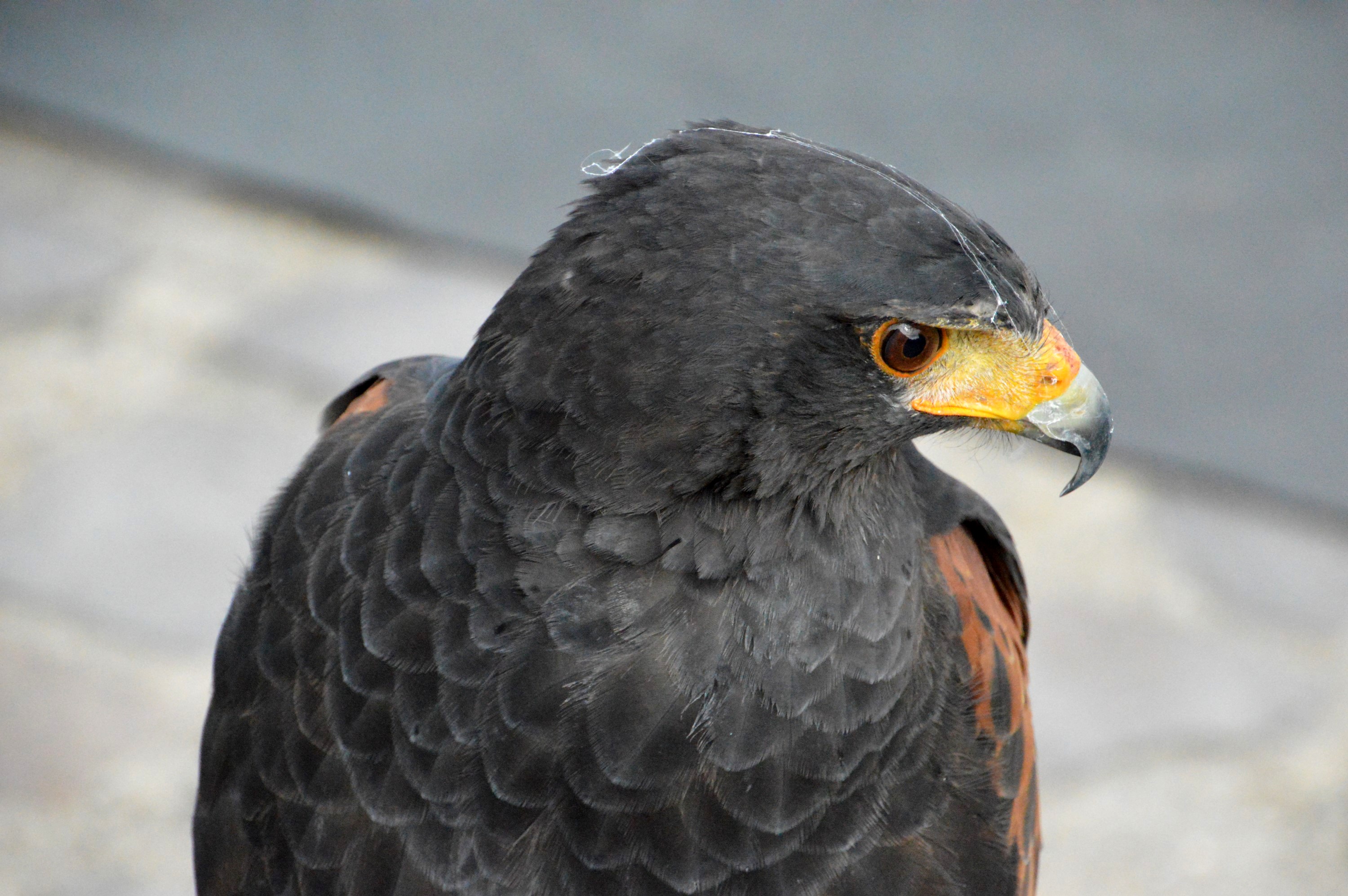 Buzzard Falcon Bird free image download