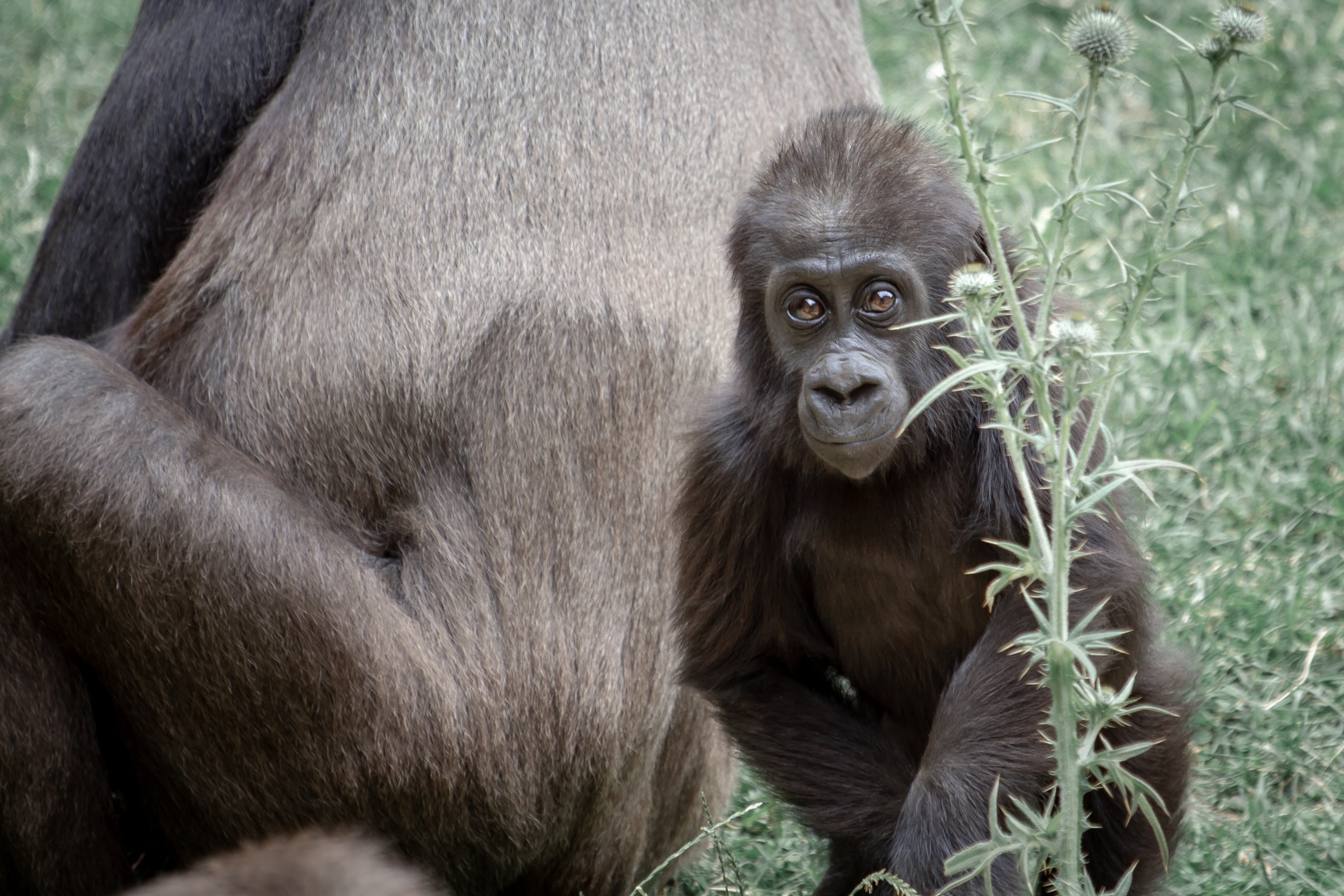 Gorilla Ape Mother free image download