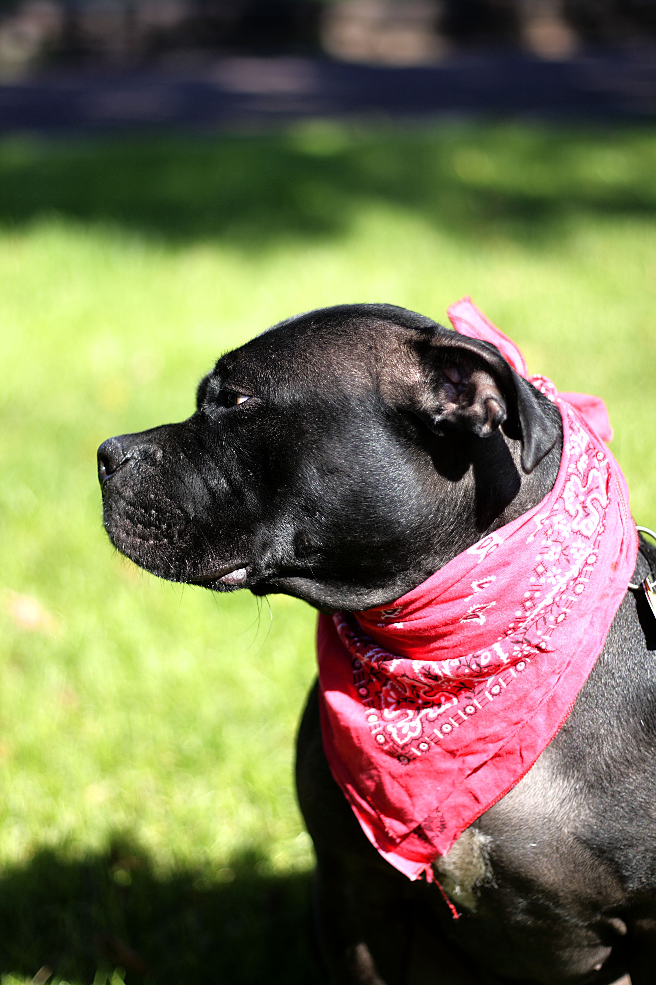 Dog Bandanna Animal free image download