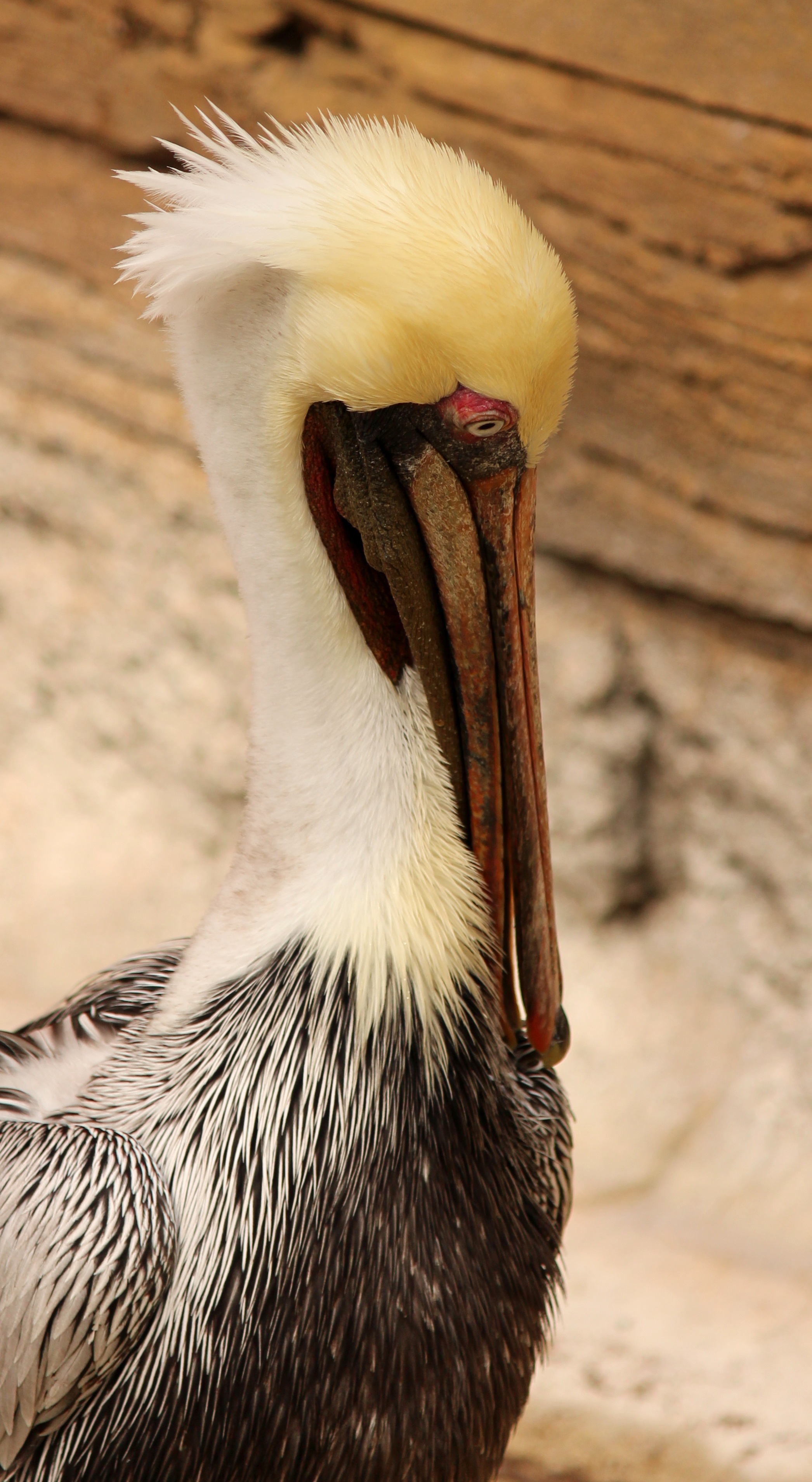 Bird Animal Feather free image download