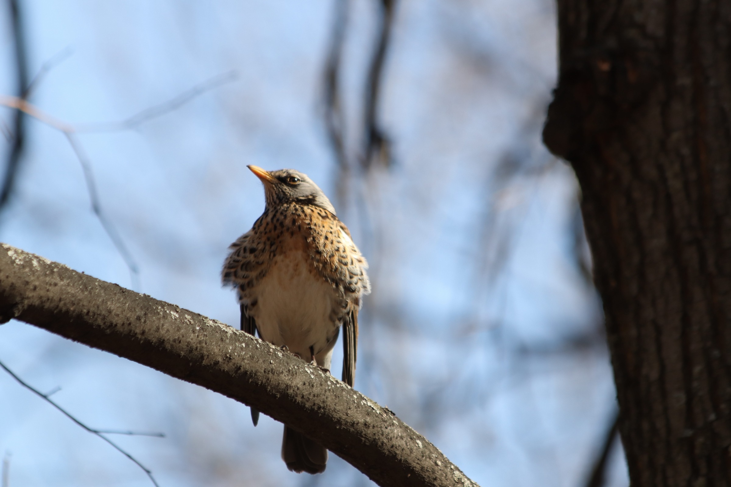 Bird Nature Living free image download