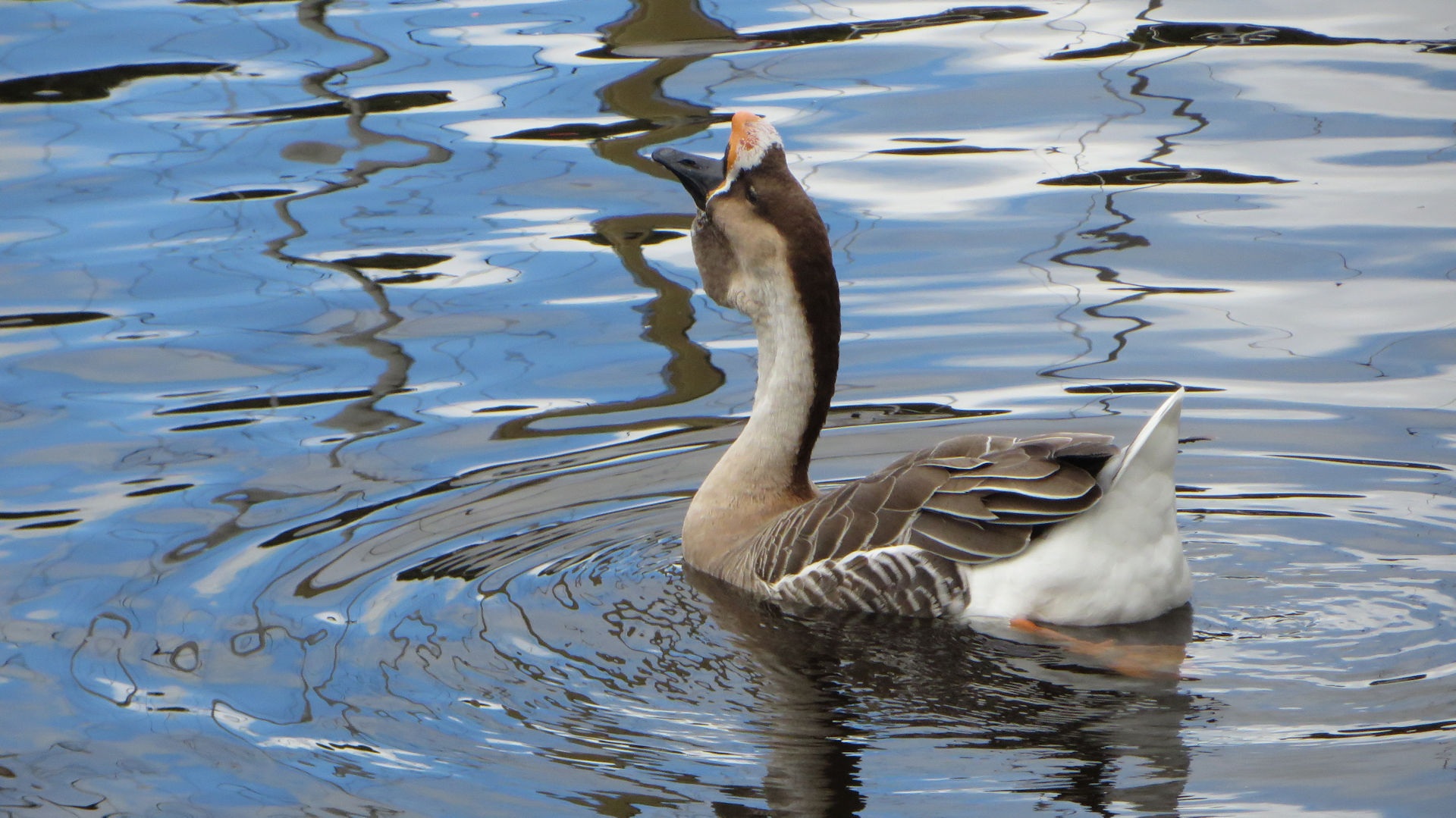 Bird Mare Body Of Water free image download