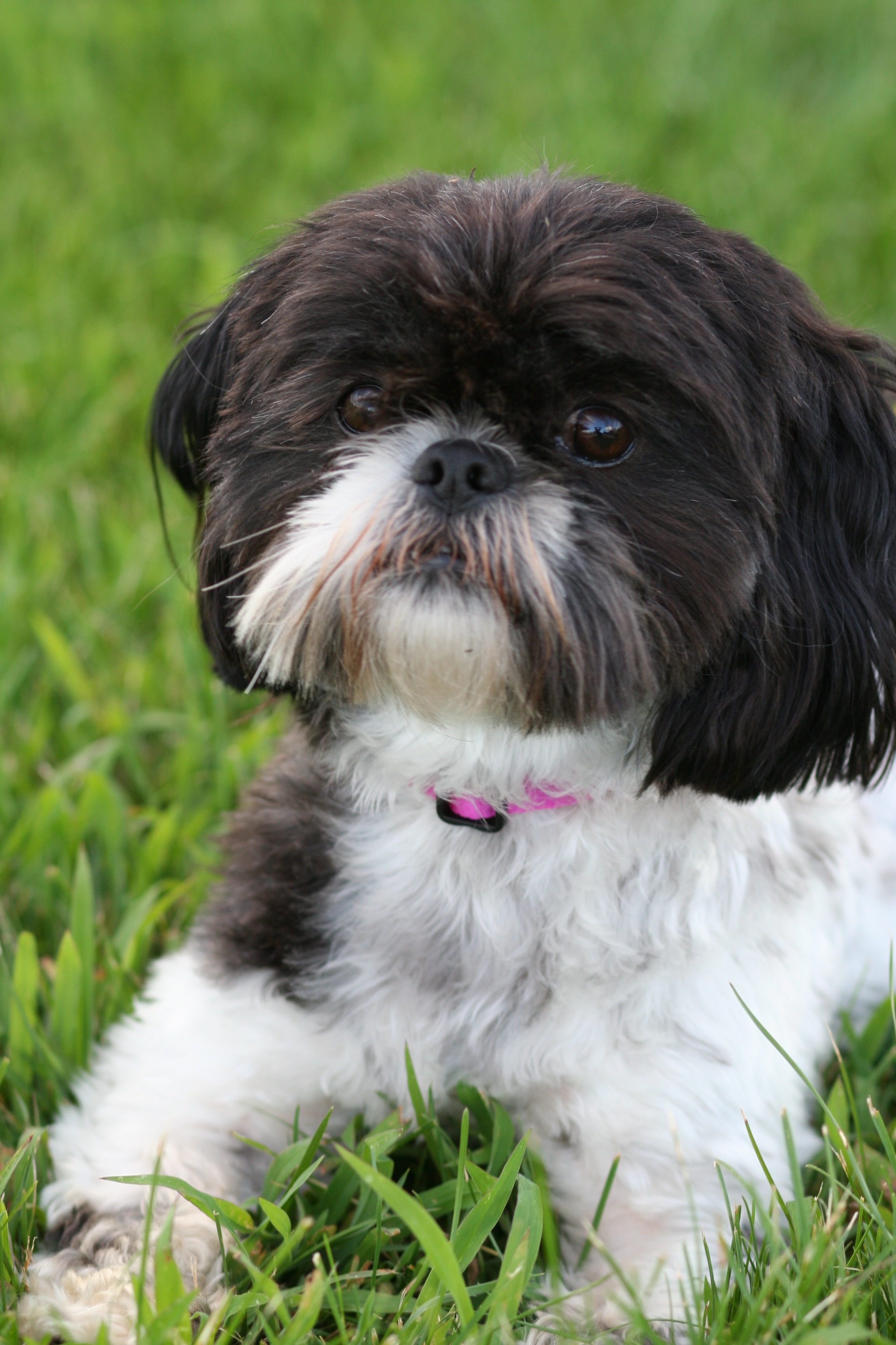 Dog Pet Animal free image download