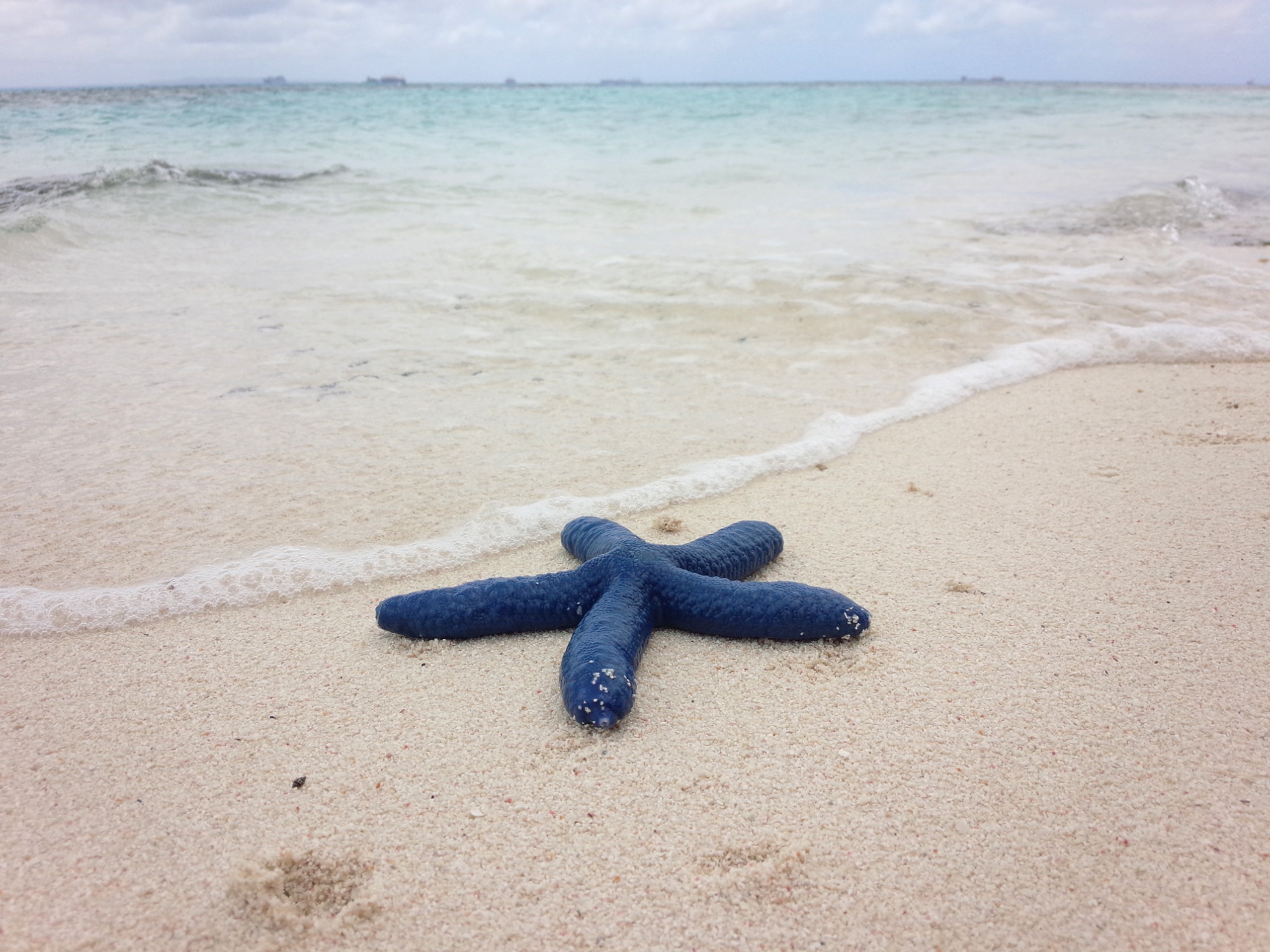Blue Starfish free image download