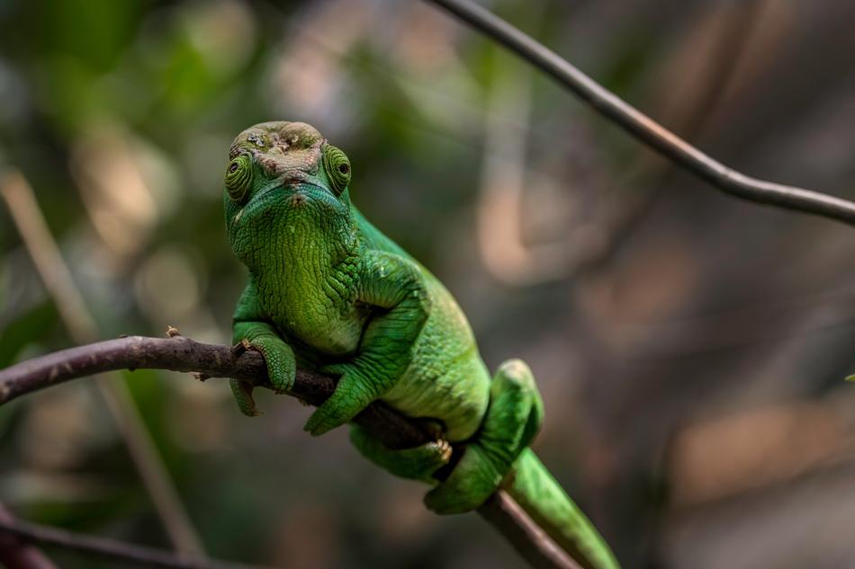 Fauna Animal Nature free image download