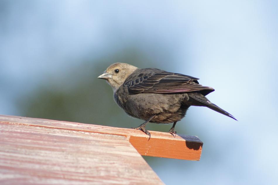 Bird Female Cow free image download
