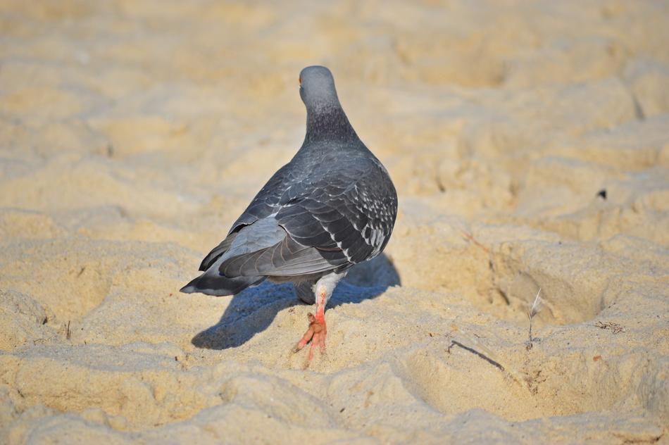 Pigeon Bird Sand free image download