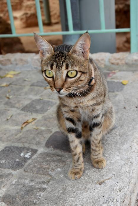 Cat Animal Sight free image download