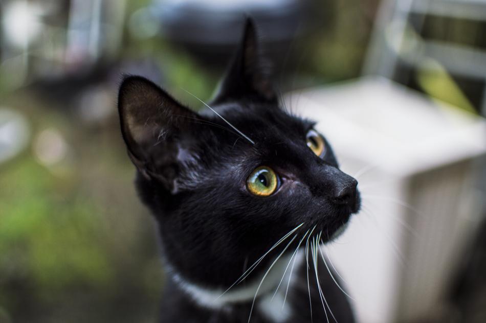 Portrait Charming Animals free image download