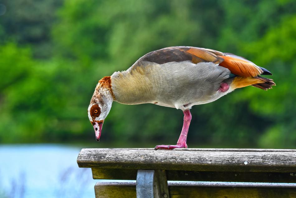 Nile Goose Duck Waterbird free image download