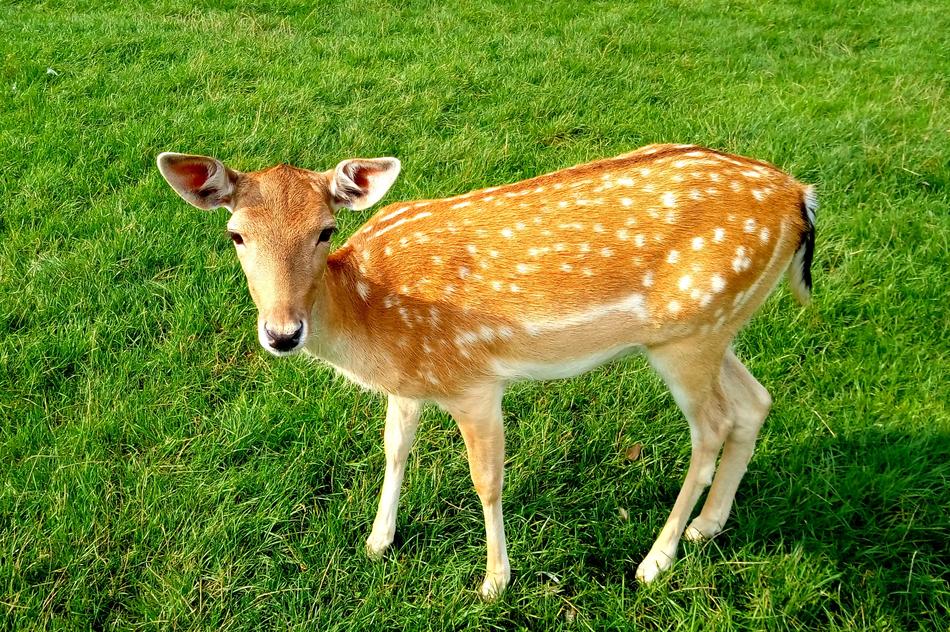 Sarna Animal Wild free image download