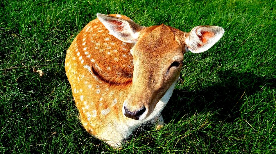 Sarna Animal Wild free image download