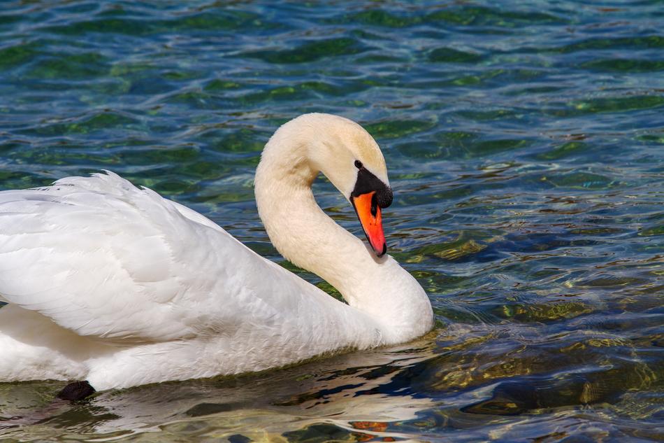 Swan Animal World Water free image download