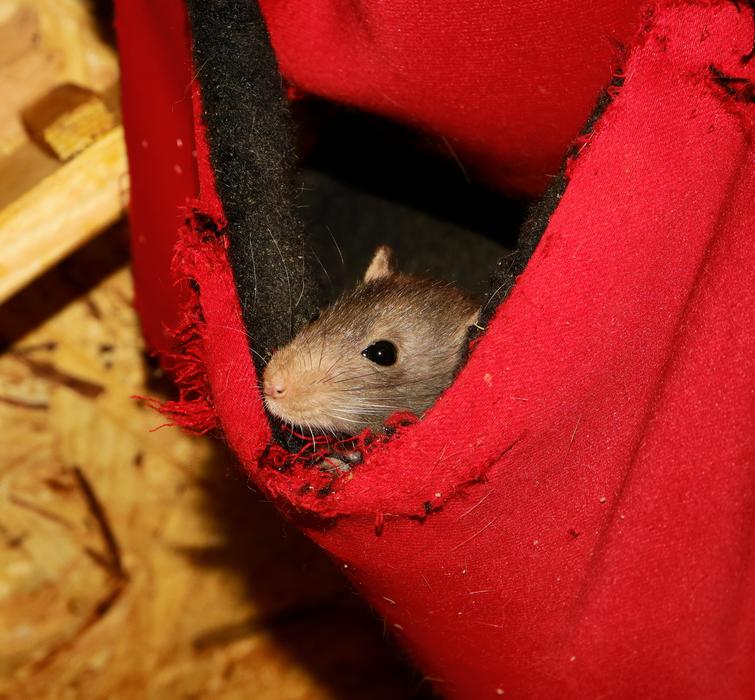 Rodent Mouse Rat free image download