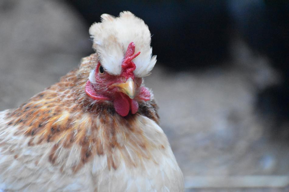 Poultry Bird Hen free image download