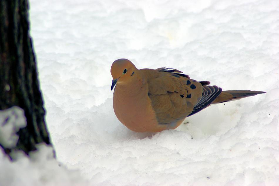 Mourning Dove In Snow free image download