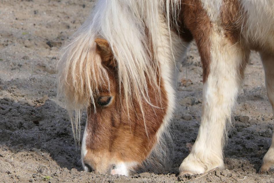 Pony Portrait Animal free image download