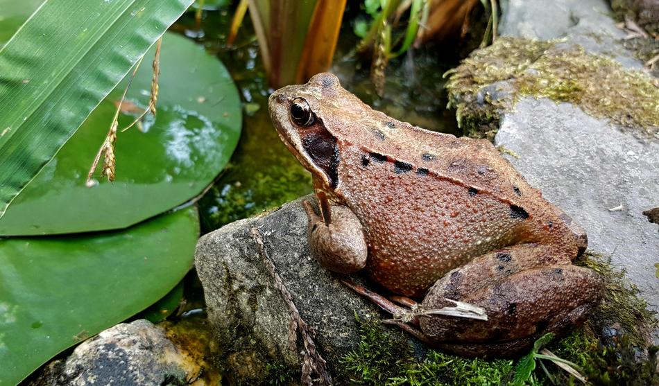 Frog Animal Nature free image download