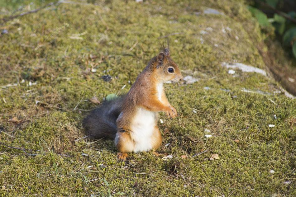 Squirrel Animal Nager free image download