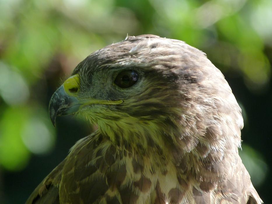 Common Buzzard Bird Raptor free image download