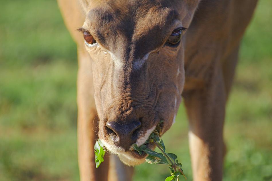 Wild animal grazing Close up free image download