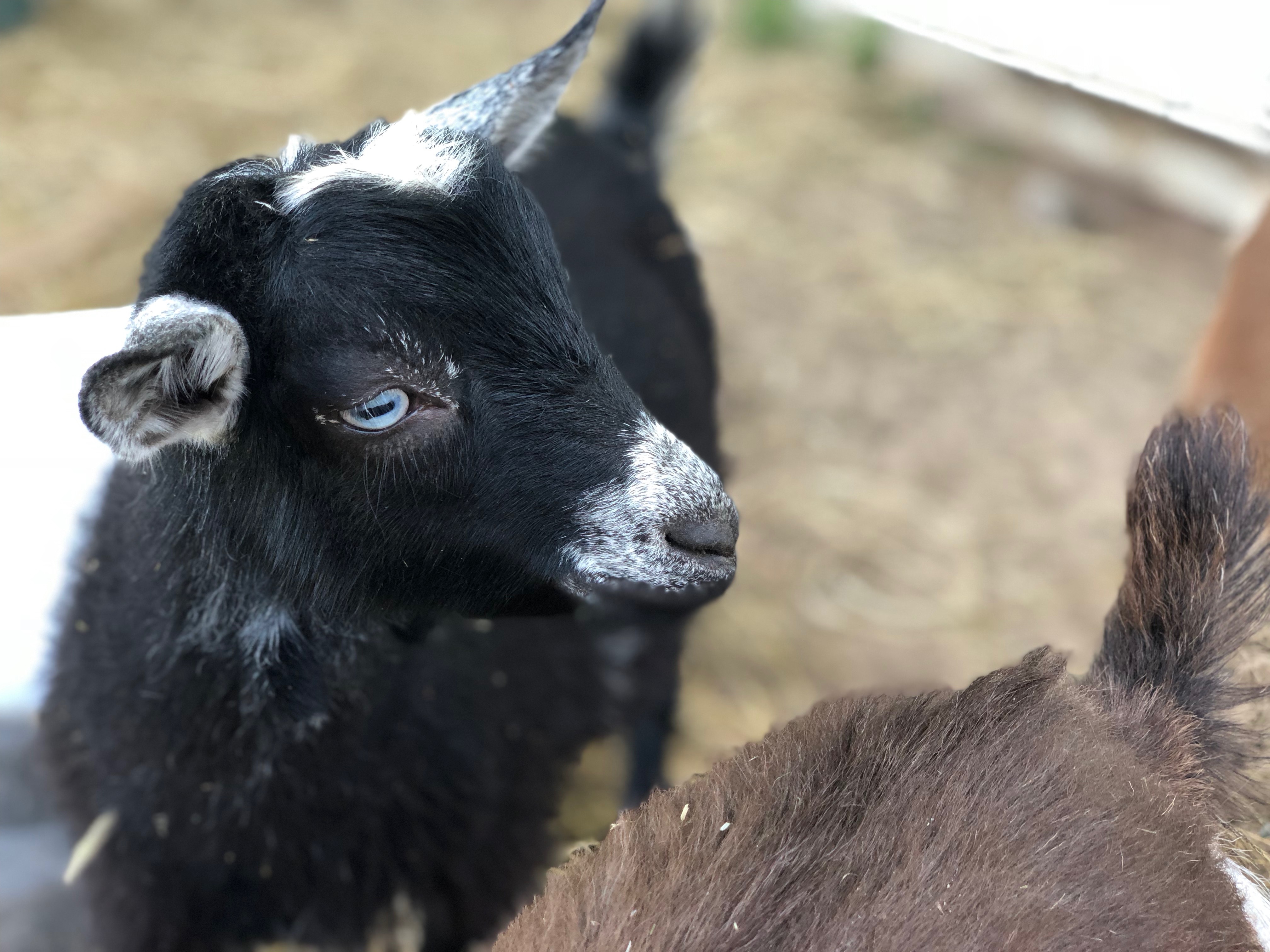 Goat Goats Kid free image download