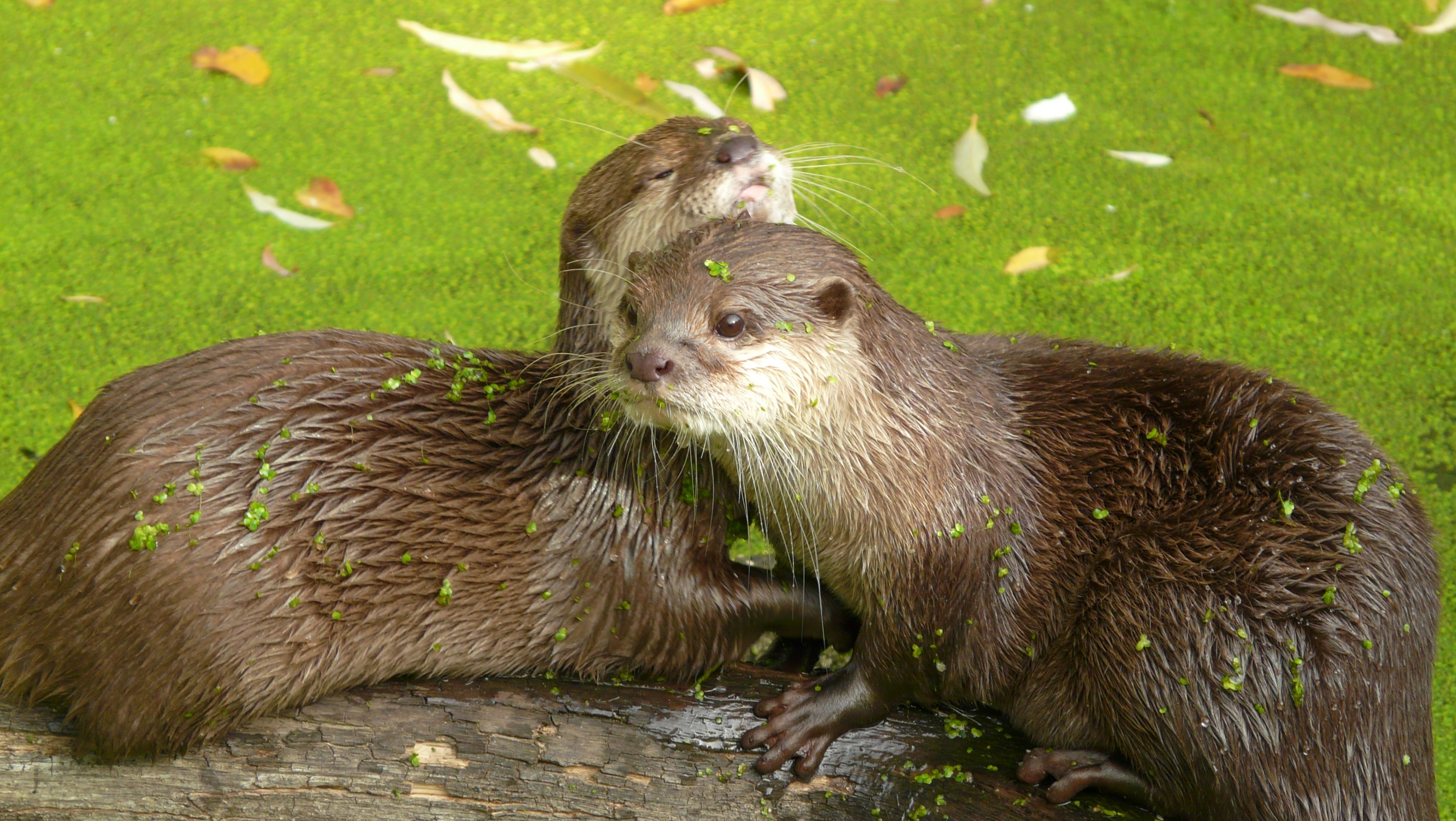 Zoo Mammal Otter free image download
