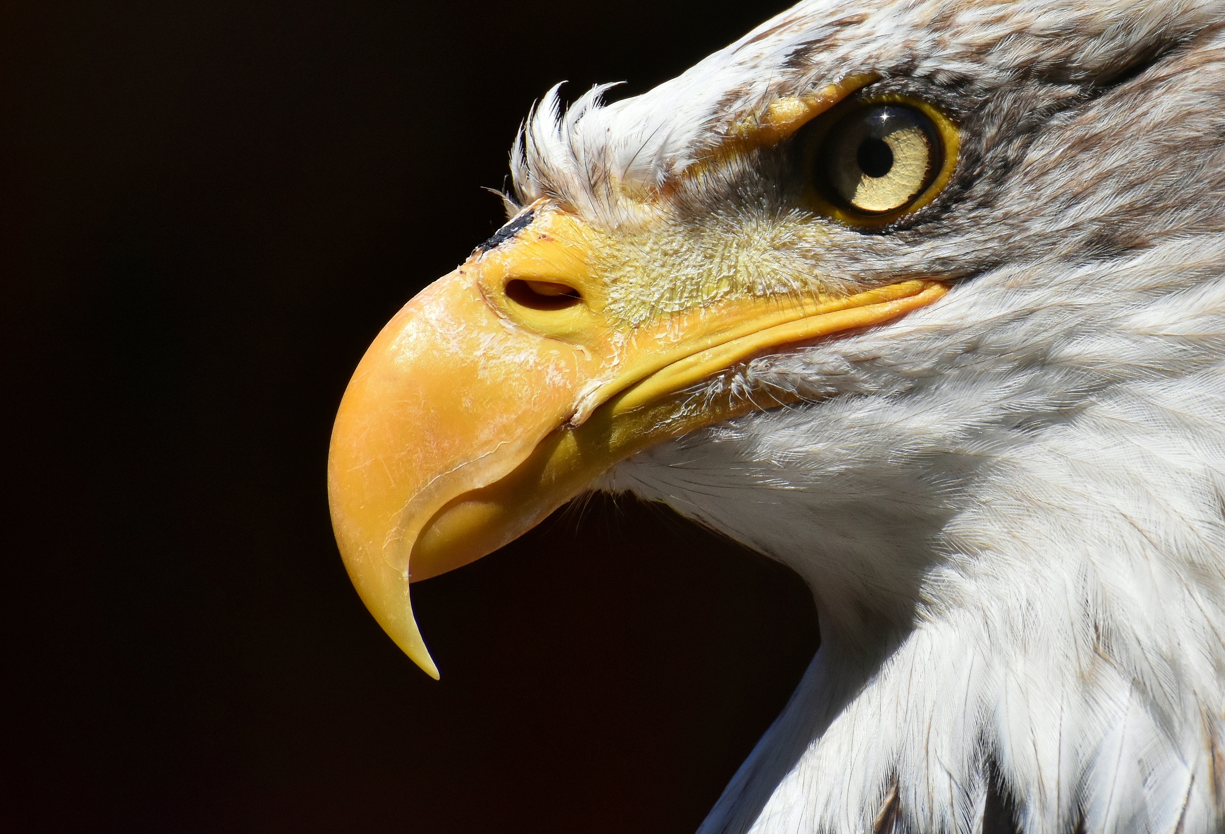 Adler Bald Eagle Bird free image download