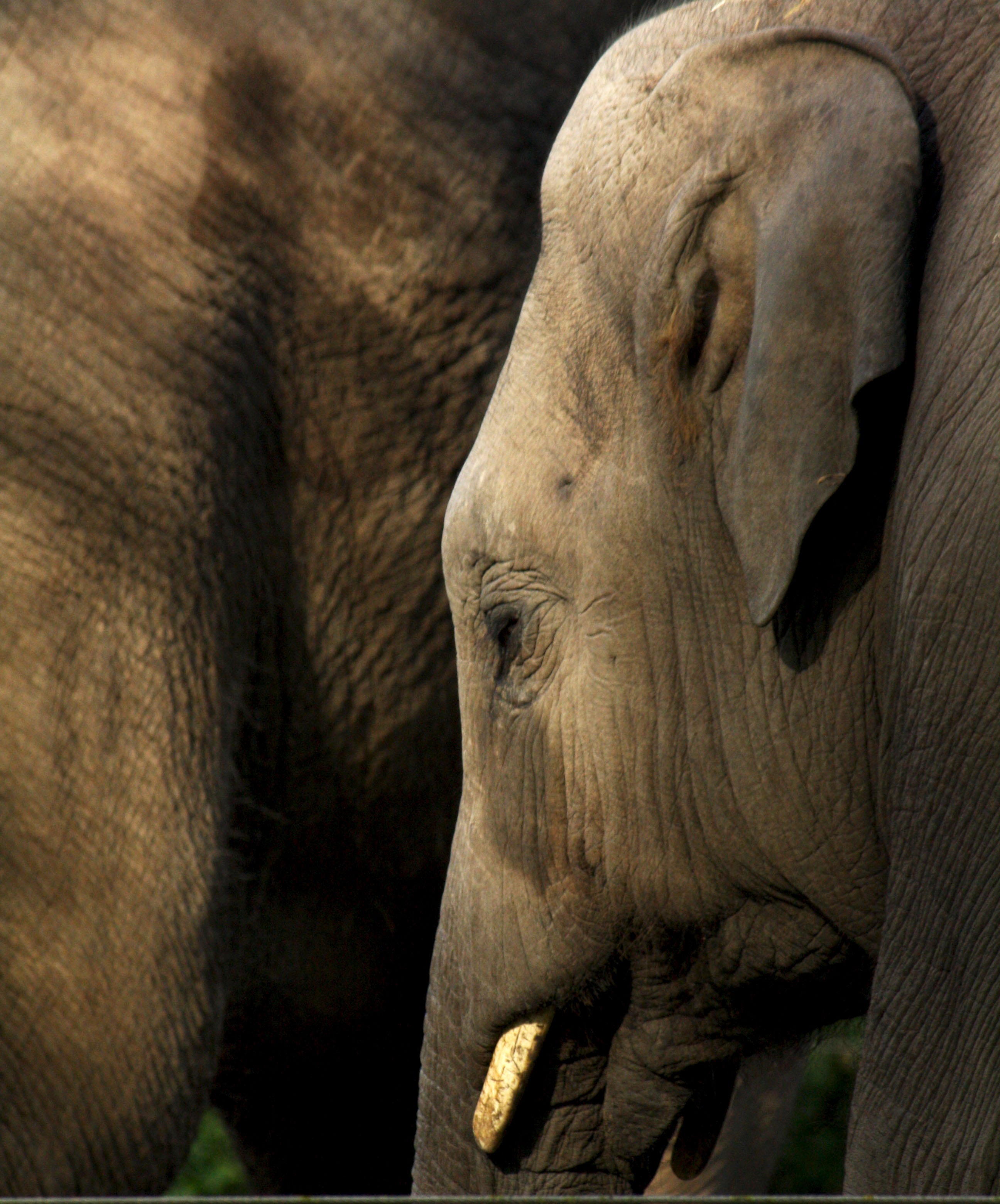 Elephant Grey Baby free image download