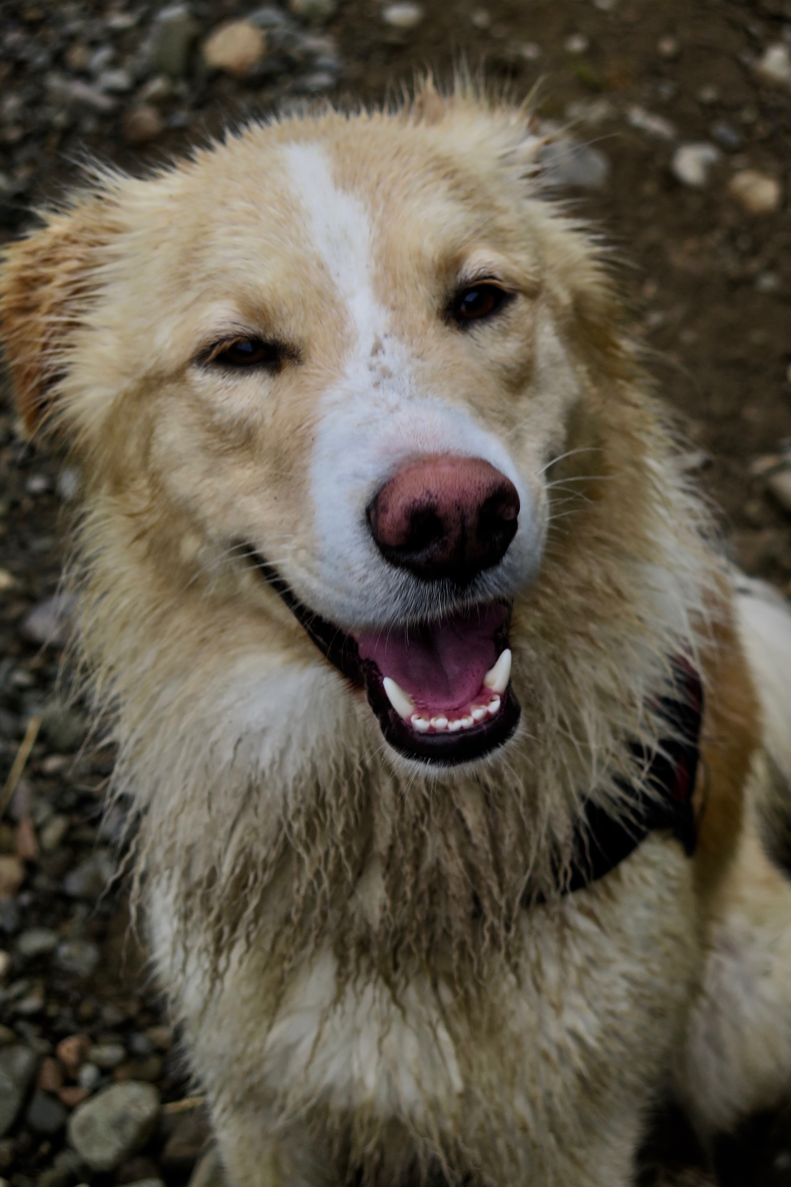 Alaska Dog Animal Cute free image download