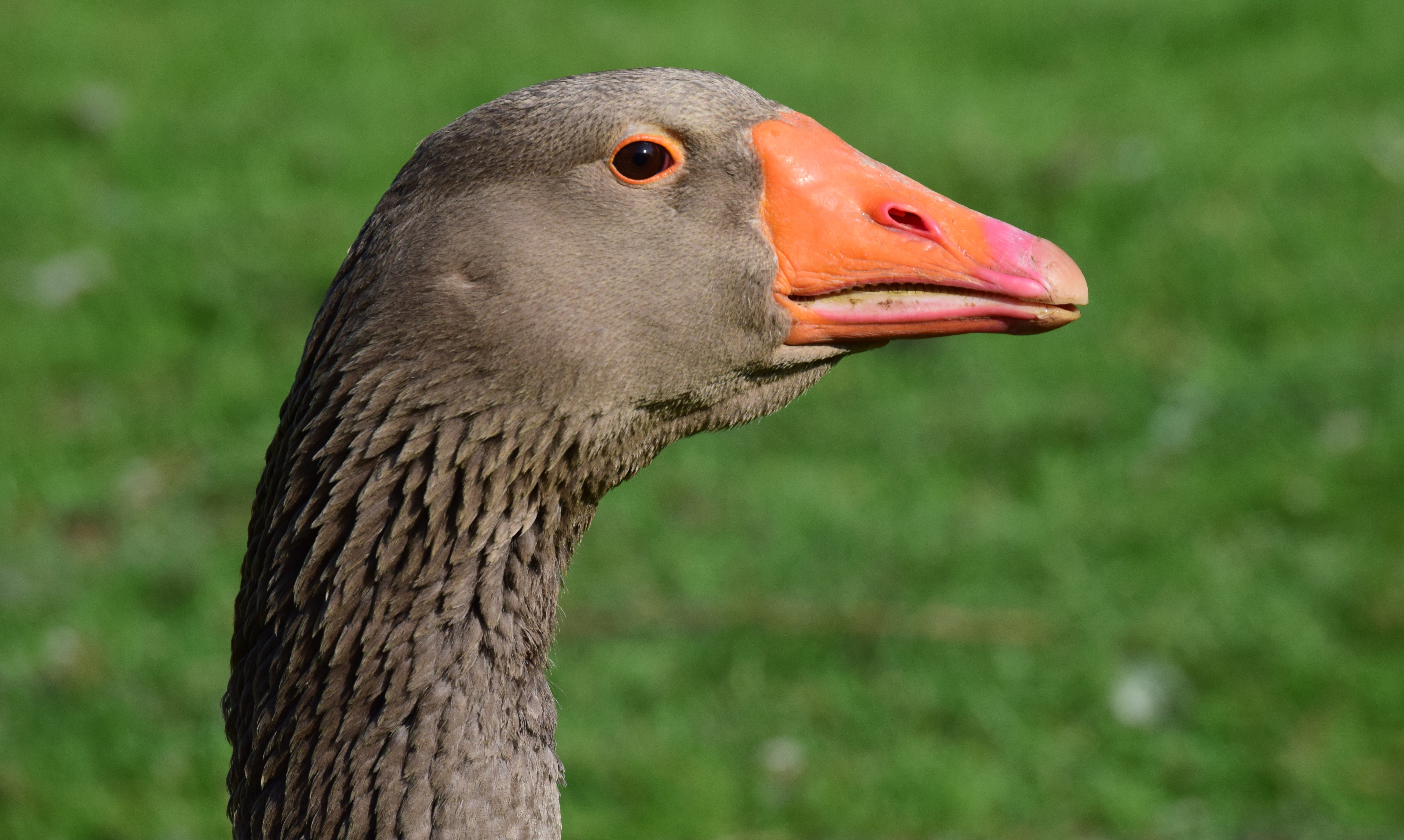 Goose Head Bill portrait free image download