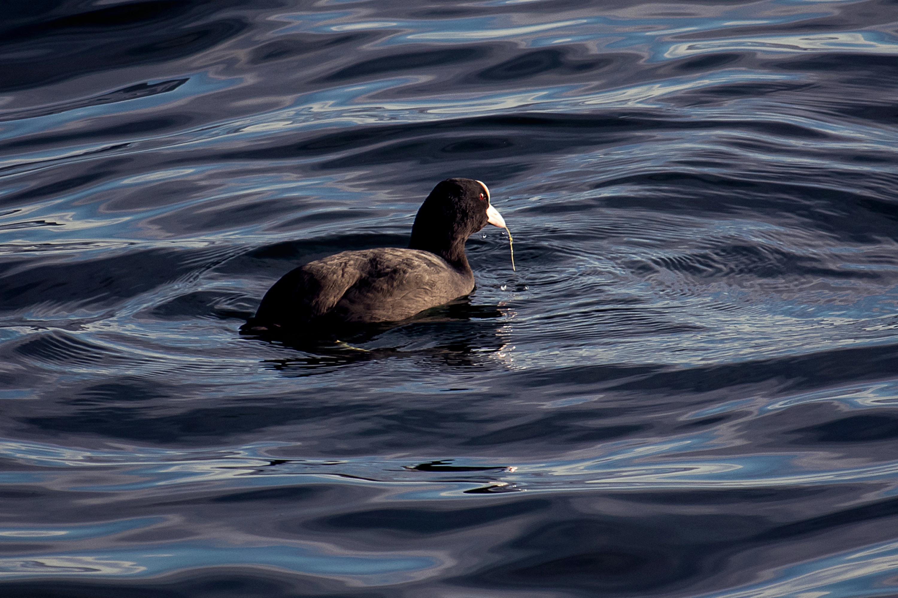 Coot Chicken Bird Water free image download