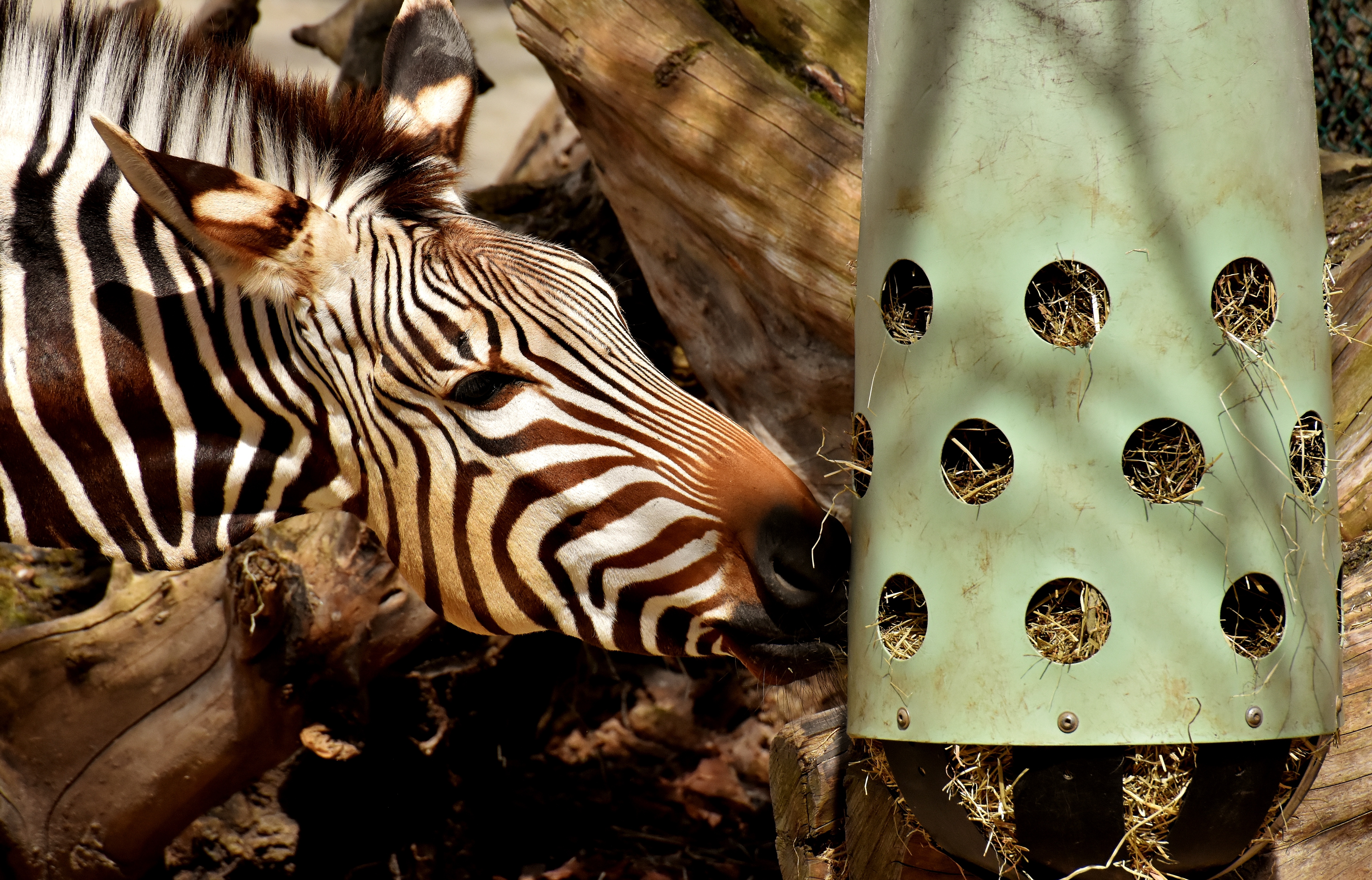 Zebra Wild Animal Zoo free image download