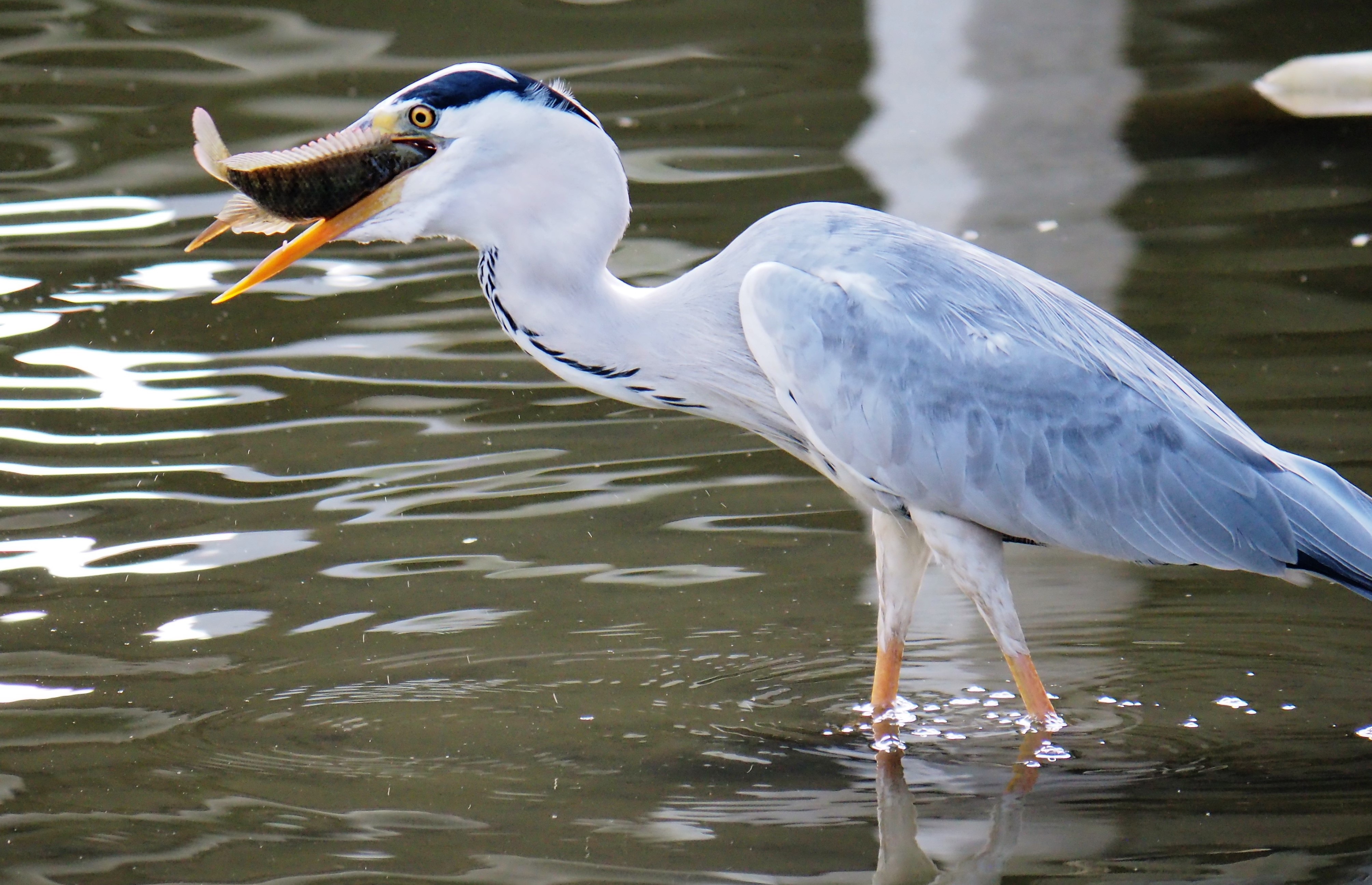Bird Wildlife Water free image download