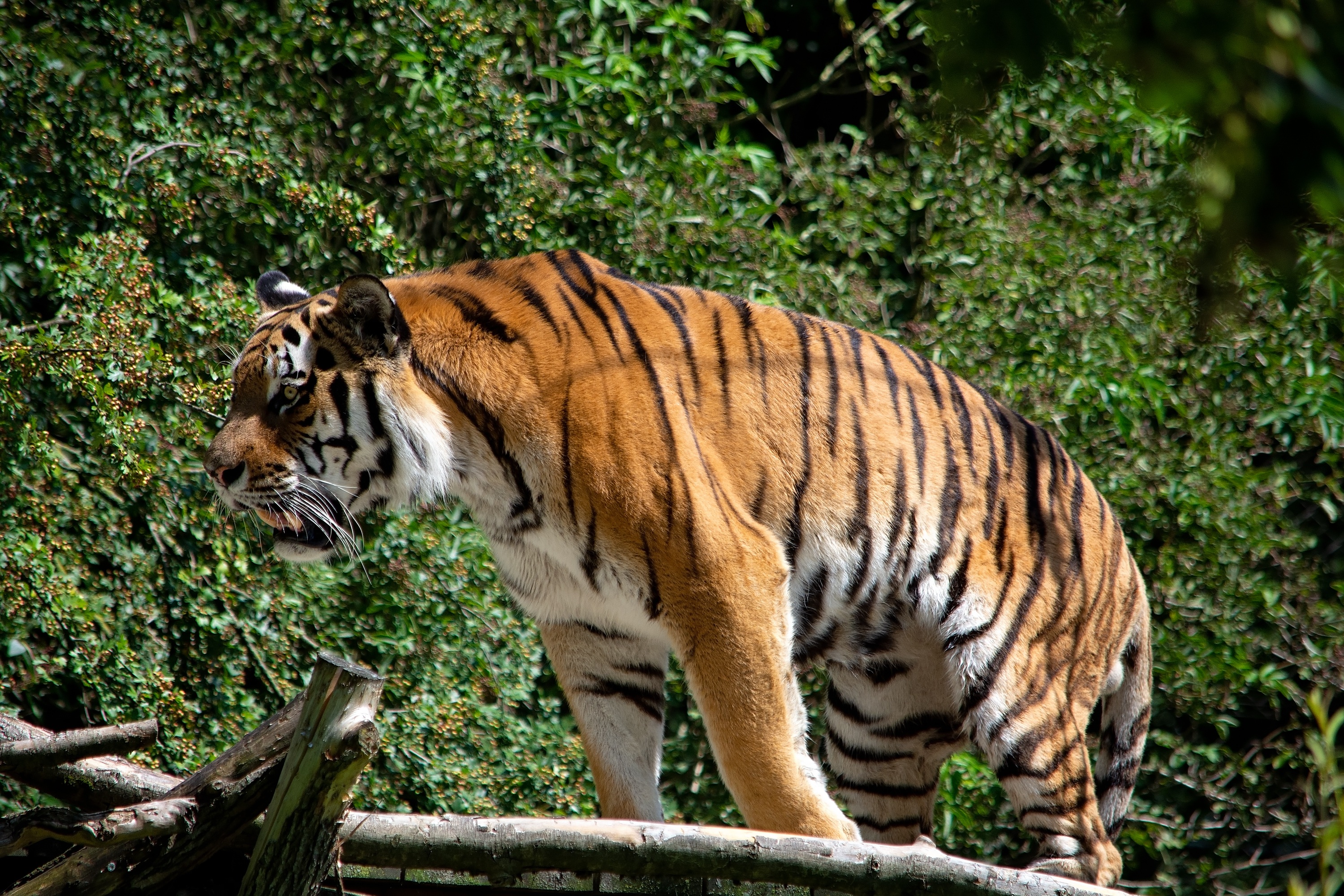 Wild Tiger at Animal World free image download
