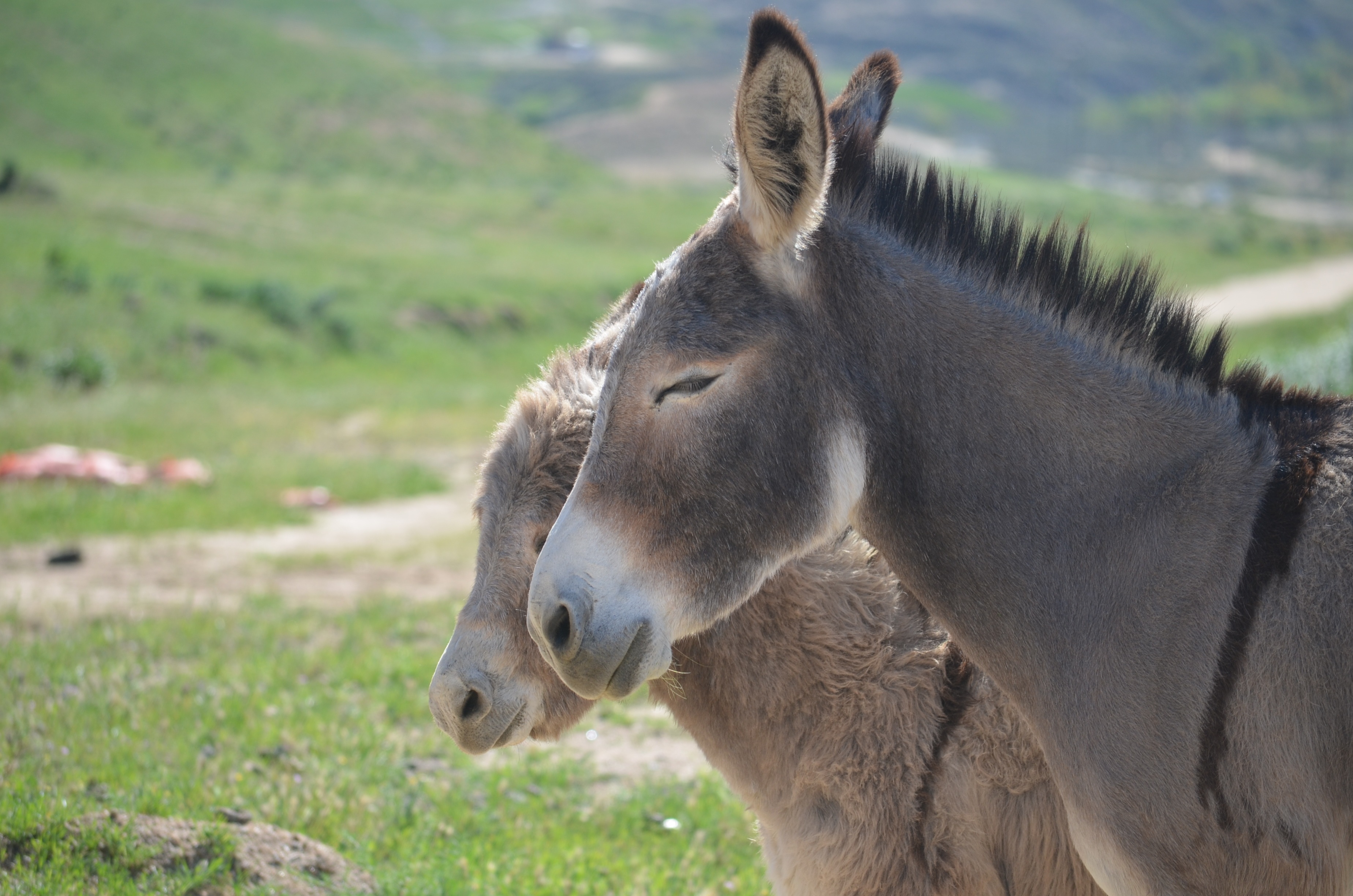 Wild Burros Animal Mammal free image download