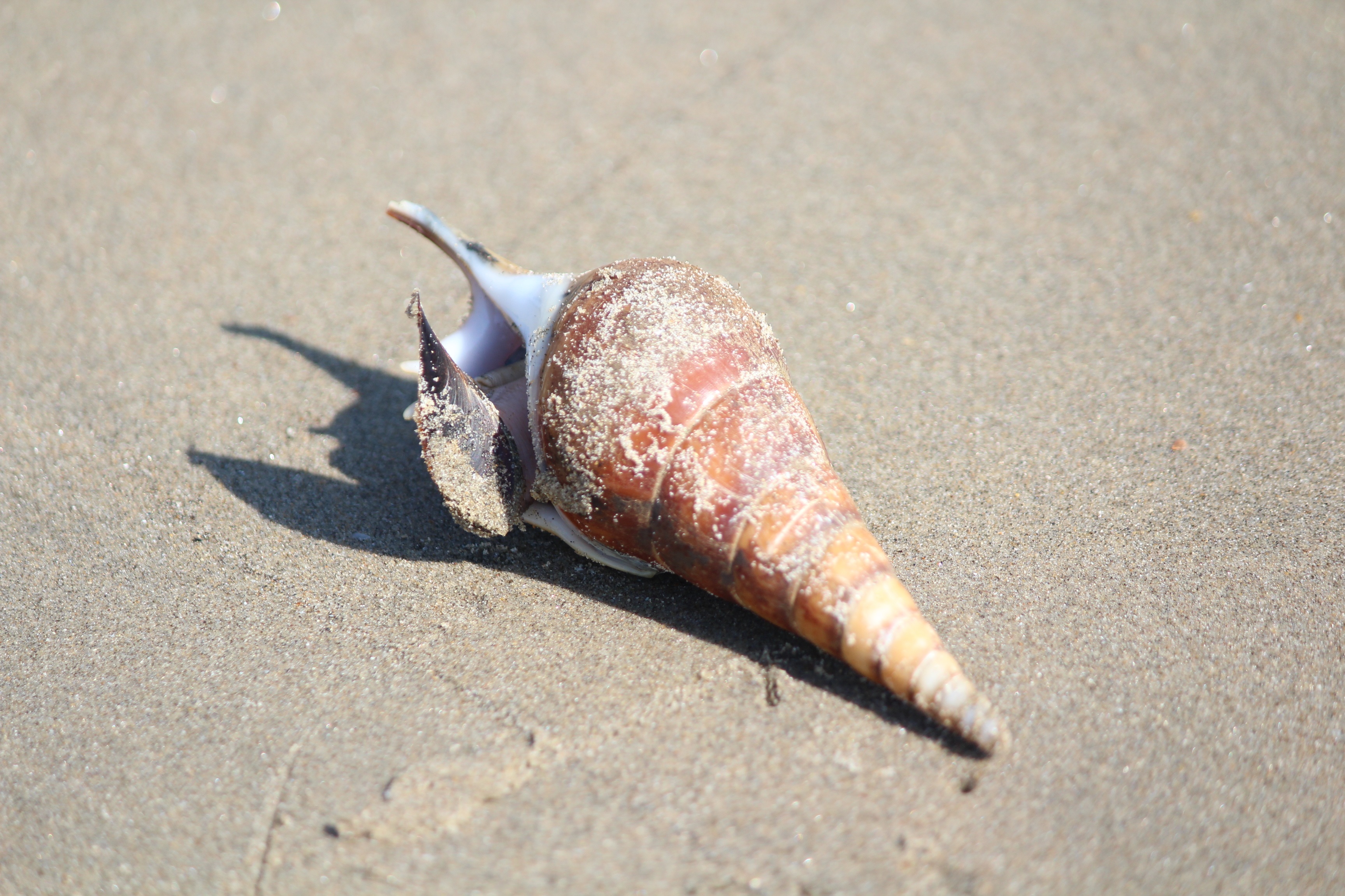 Beach Shell Sand free image download